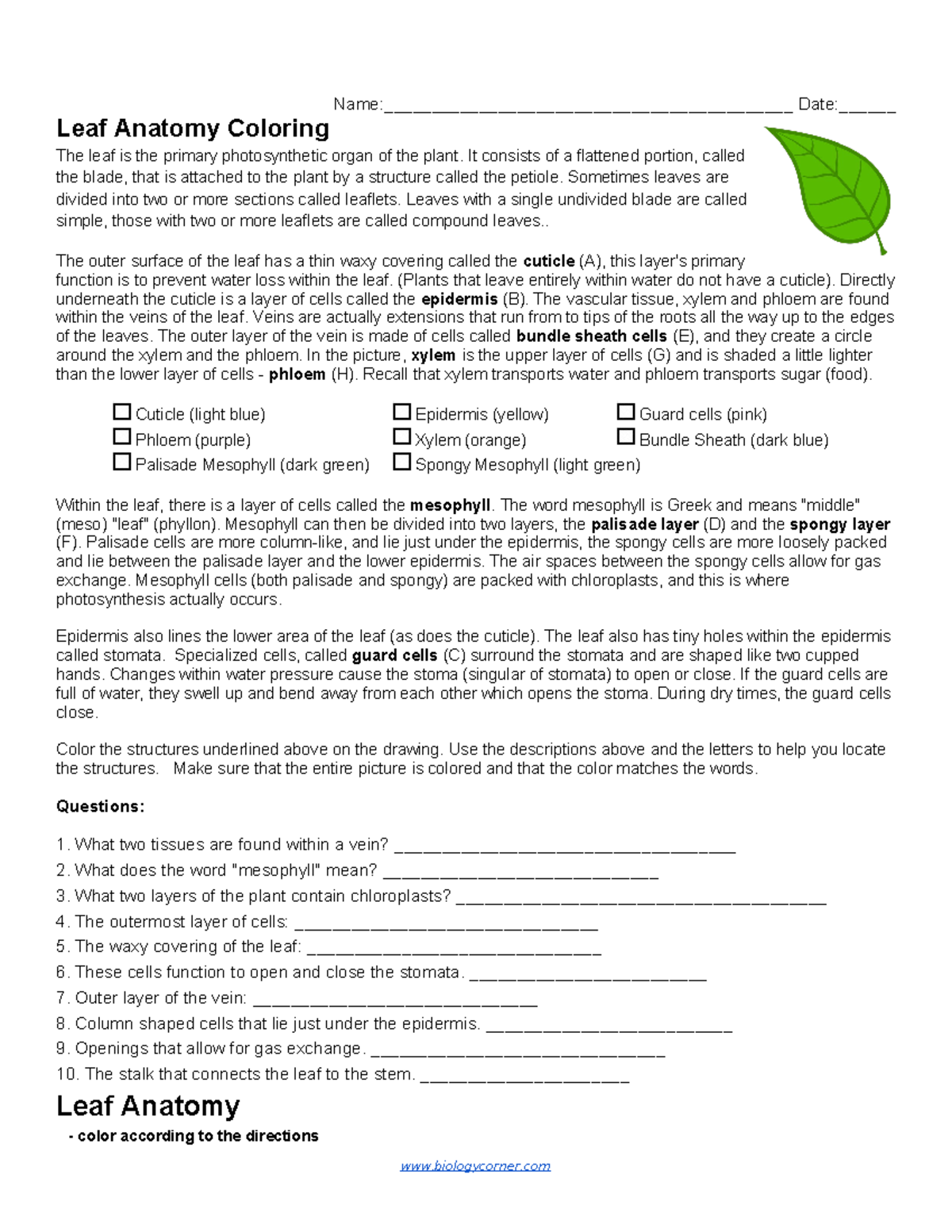 Leaf Anatomy Coloring - Name ...