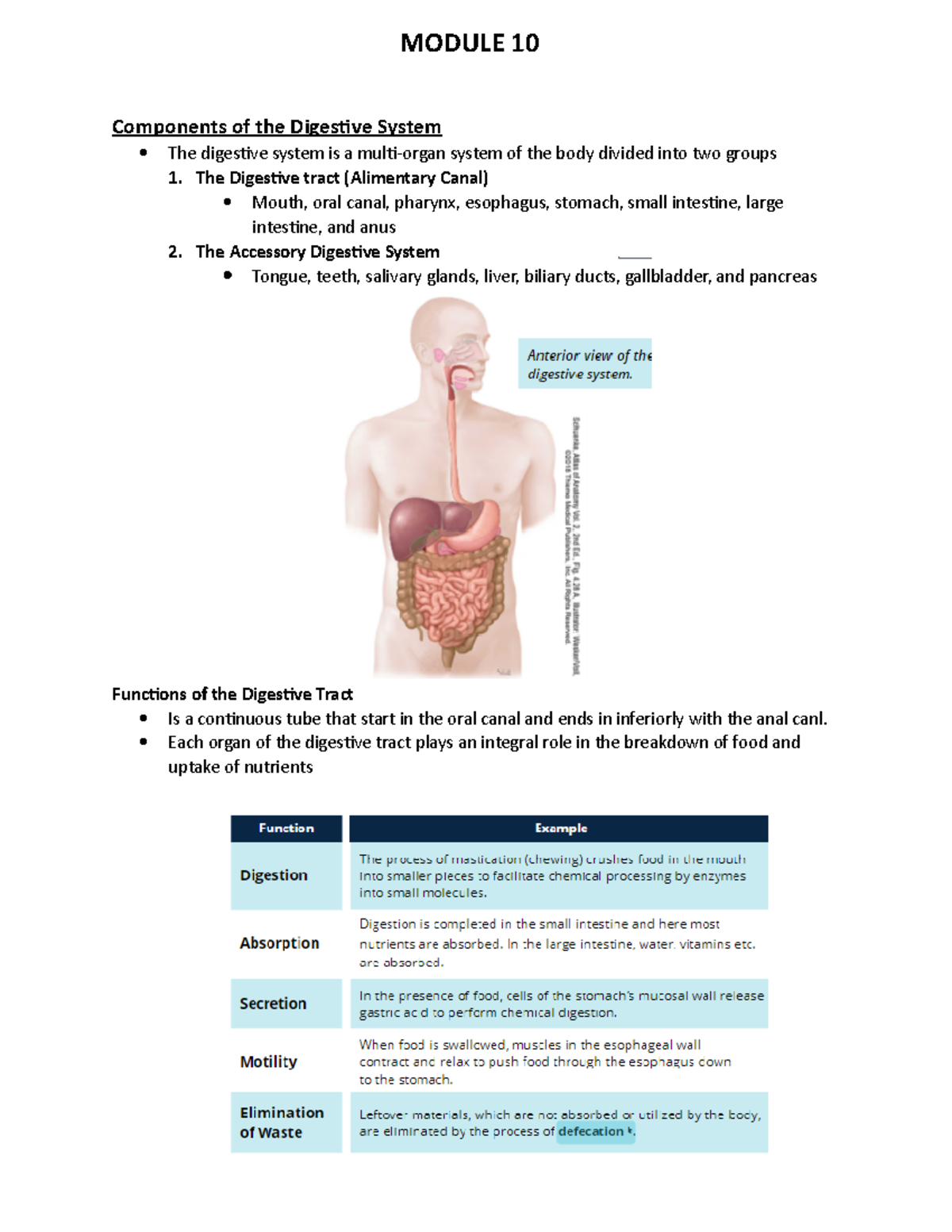 Anatomy - Module 10 - Components of the Digestive System The digestive ...