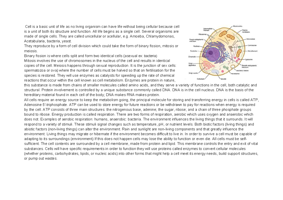 Final cell biology - Cell is a basic unit of life as no living organism ...