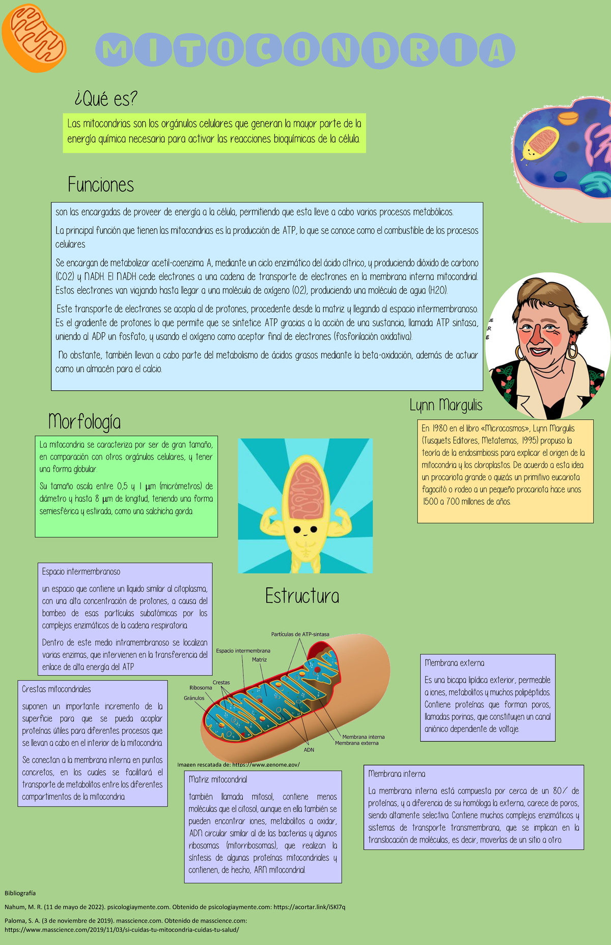 Infografia mitocondria - La mitocondria se caracteriza por ser de gran ...