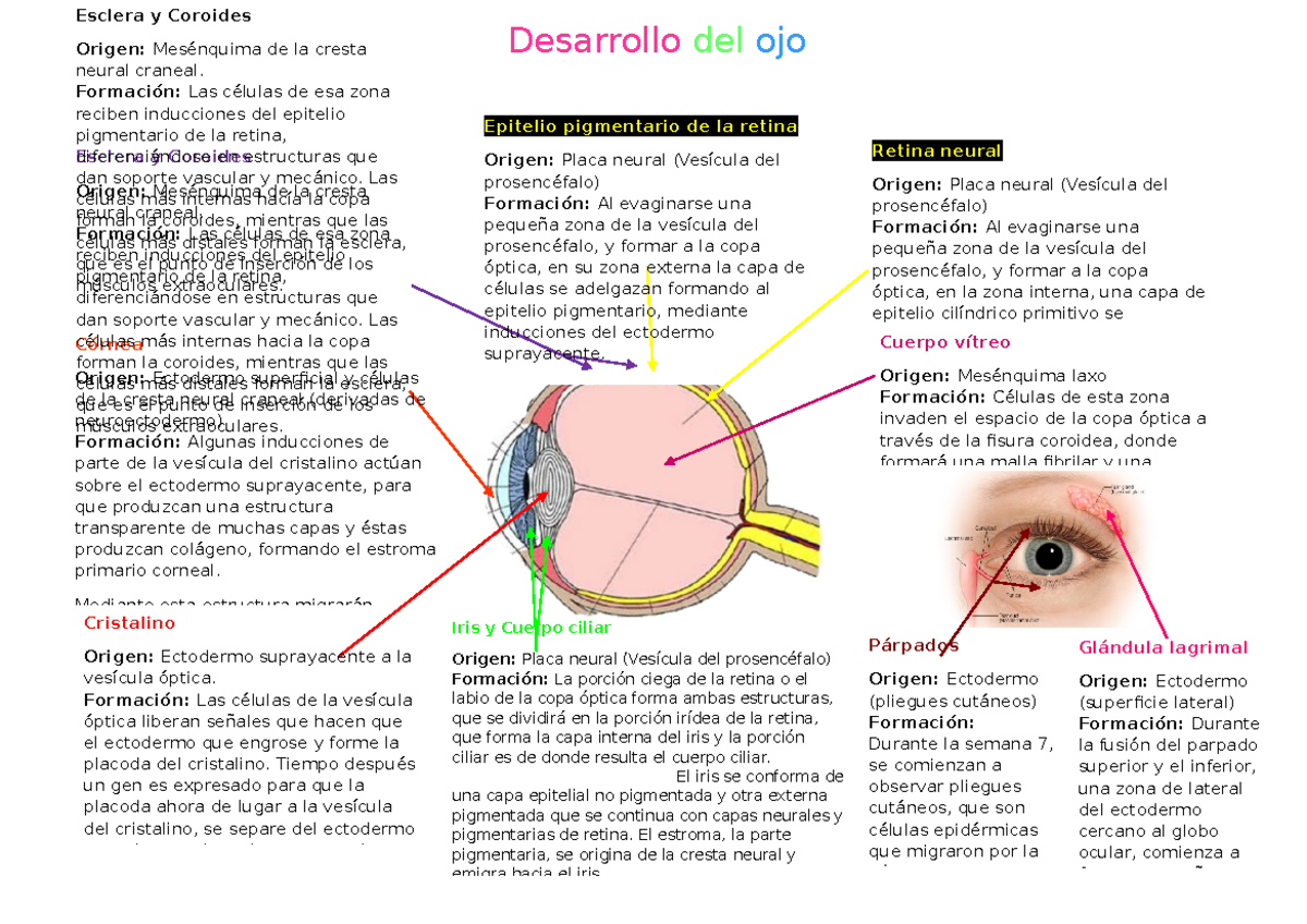 Desarrollo de ojo - Cuadro con los procesos y partes de las que se ...