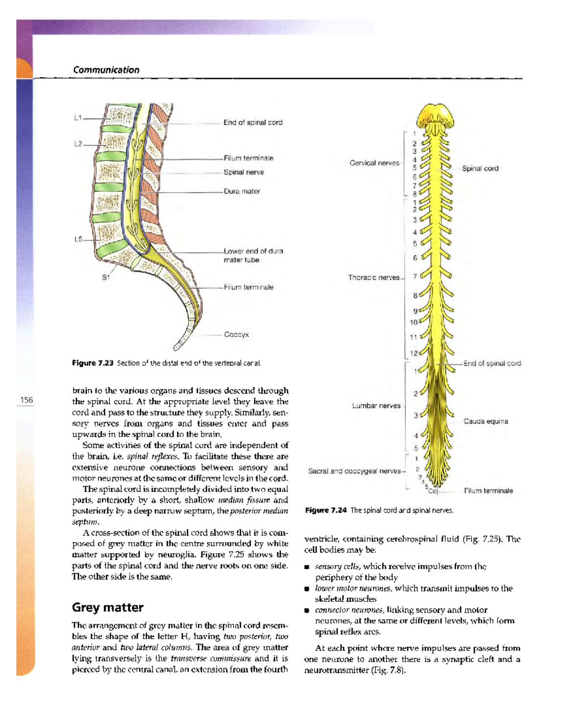 Human-Anatomy and Physiology 51 - Communication 156 Figure 7 Section of ...