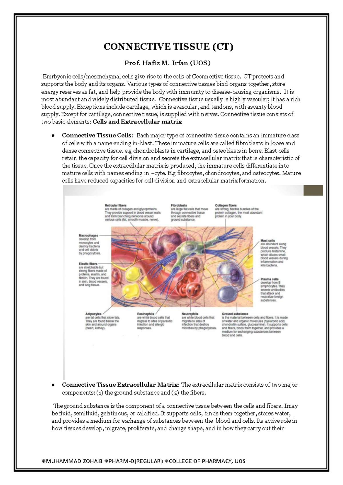 Connective tissue - CONNECTIVE TISSUE (CT) Prof. Hafiz M. Irfan (UOS ...