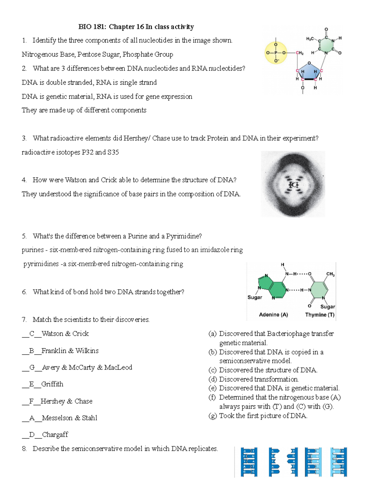 Chap16 Activity - yuh - BIO 181: Chapter 16 In class activity 1 ...