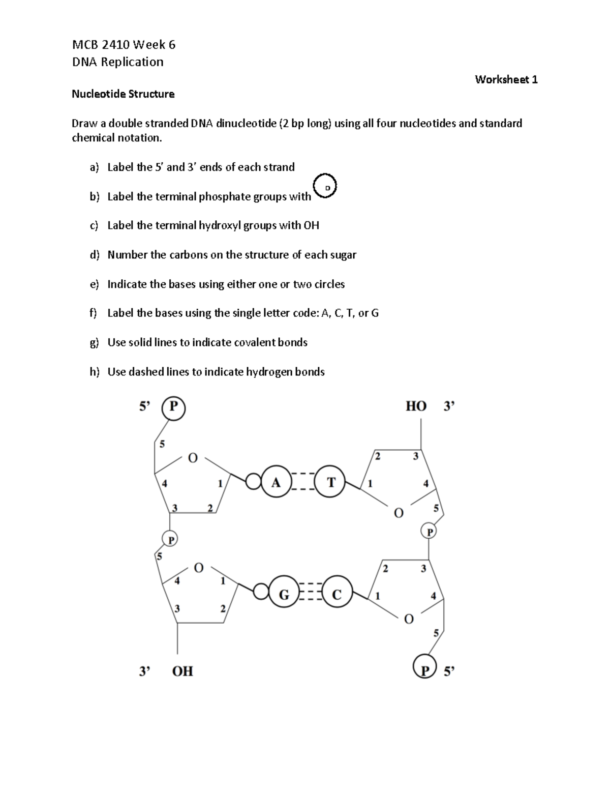 MCB2410 Worksheet Packet Key Week6F17(1) - DNA Replication Nucleotide ...