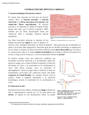 Tipos de miocitos - Características de los cardiomiocitos ⇒ El miocito ...