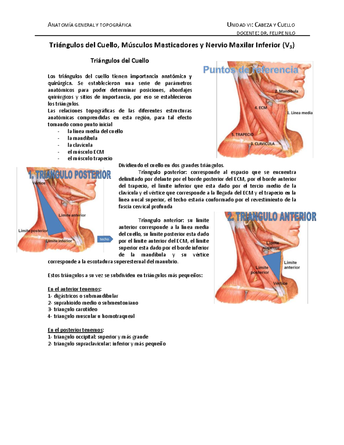 105738866 Triangulos Del Cuello - DOCENTE: DR. FELIPE NILO Triángulos ...