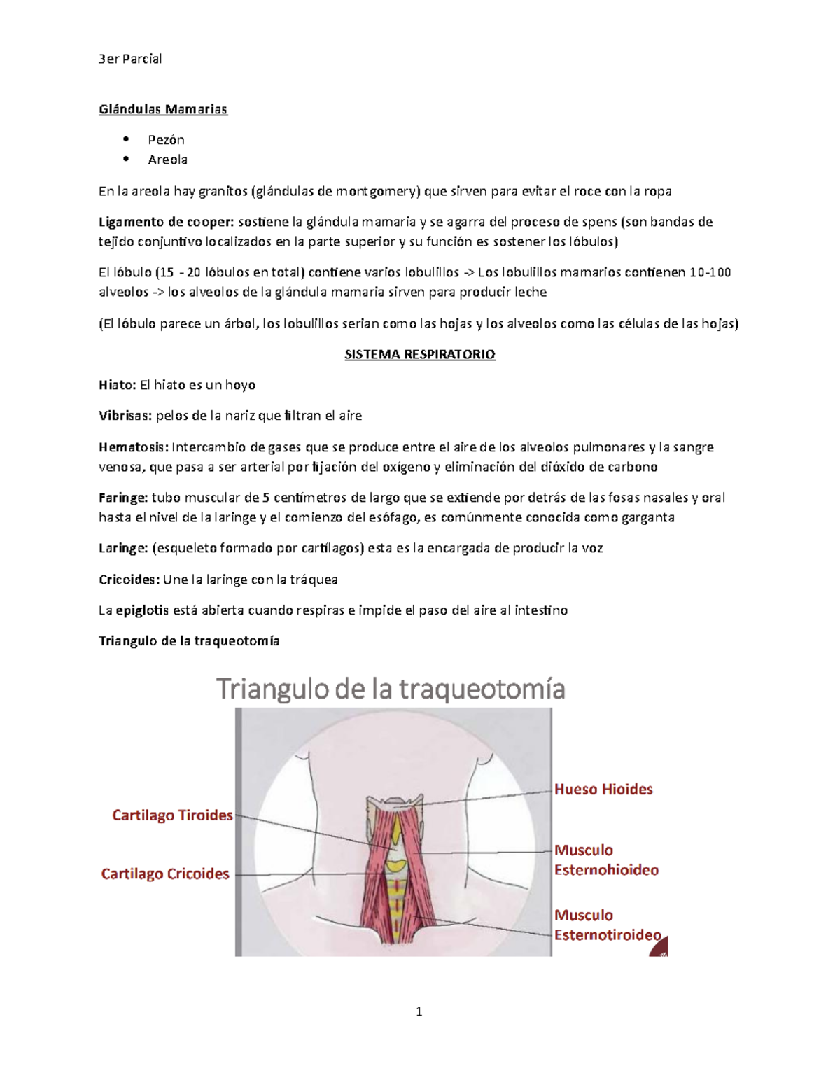 Apuntes de clases 3er Parcial - Glándulas Mamarias Pezón Areola En la ...