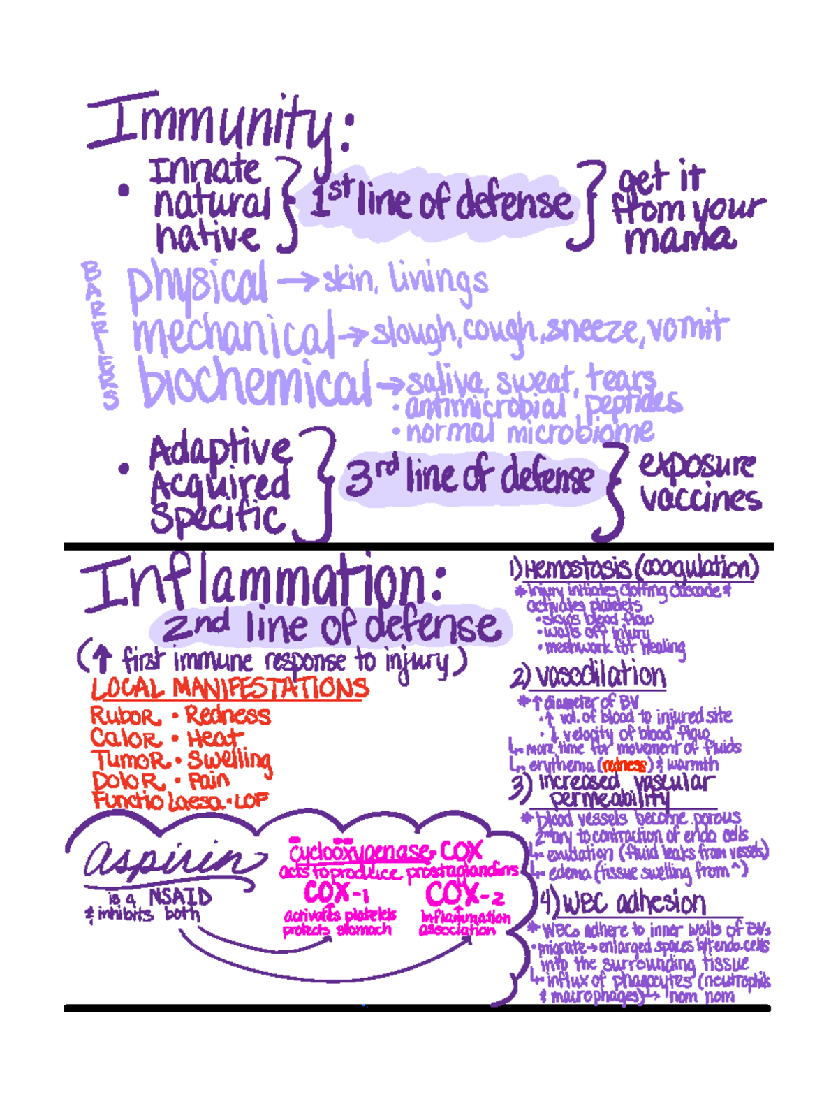 Exam One Study Guide - Immunity Innate natural 1stline ofdefense get it ...