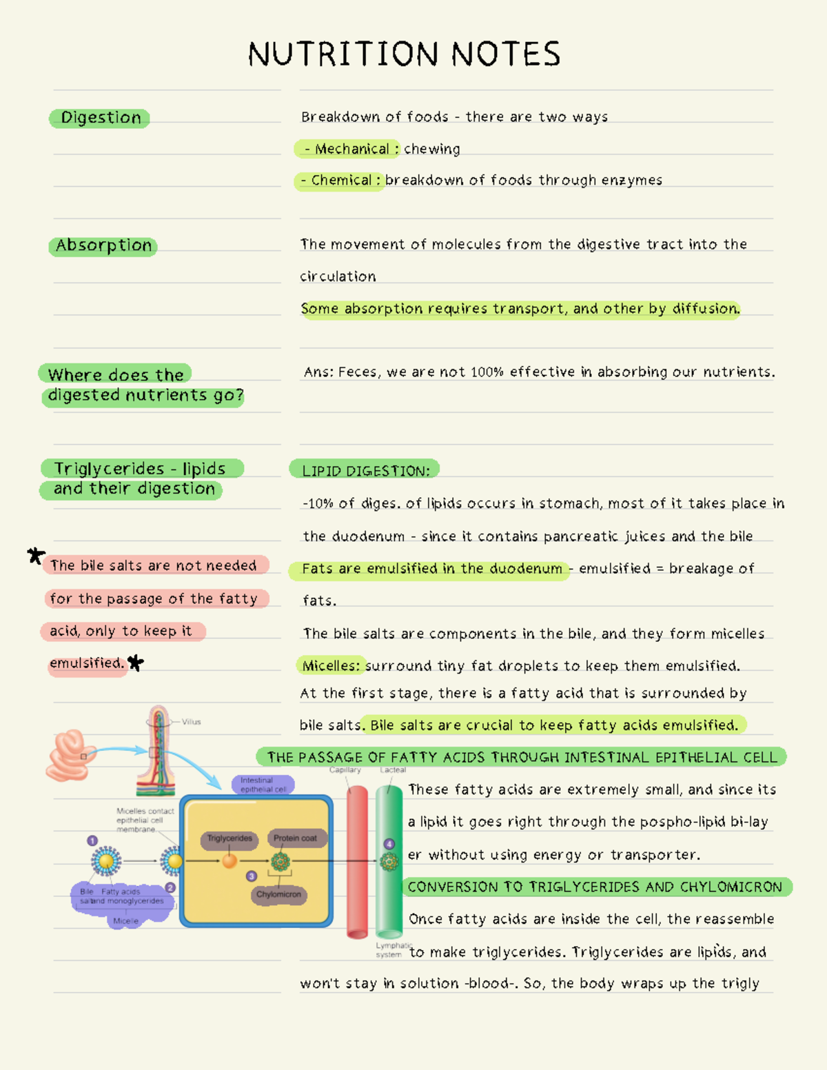 Nutrition Handling And Metabolism Notes - Digestion Breakdown of foods ...