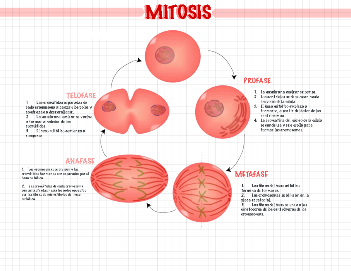 Mitosis TA - Uwu - PROFASE METAFASE ANAFASE TELOFASE MITOSIS La ...