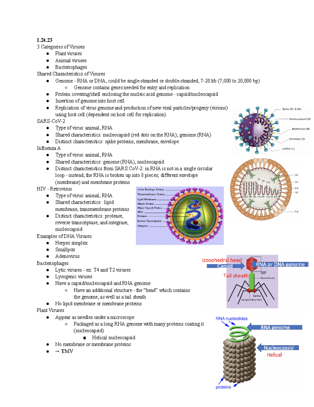 BIO 264 Week 3 Lectures - Categories of viruses, viral genomes and ...