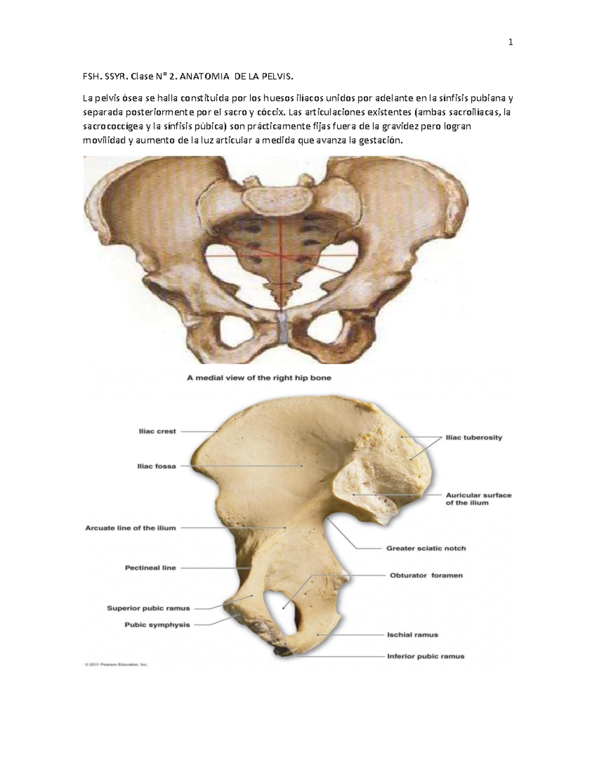 CL-N-2- Anatomia- Pelvis 1 - 1 FSH. SSYR. Clase N° 2. ANATOMIA DE LA PELVIS. La pelvis ósea se ...