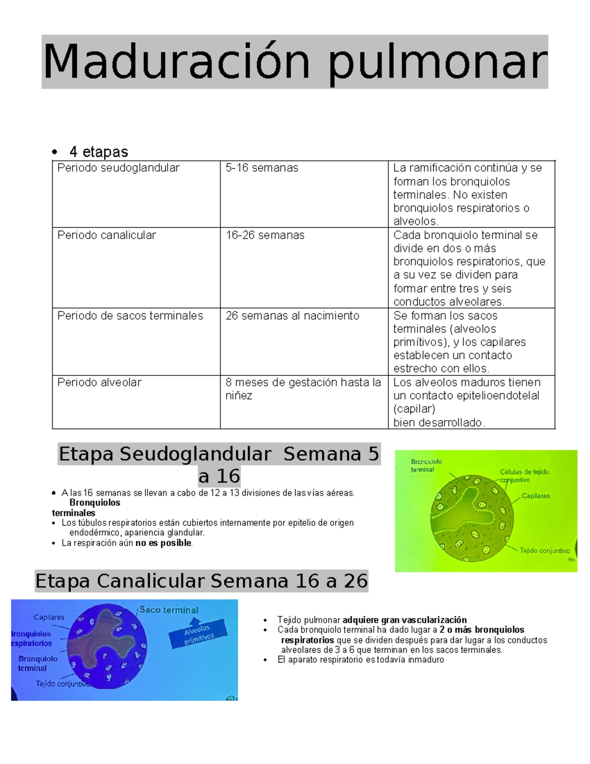 Maduración pulmonar - Maduración pulmonar 4 etapas Periodo seudoglandular 5-16 semanas La - Studocu