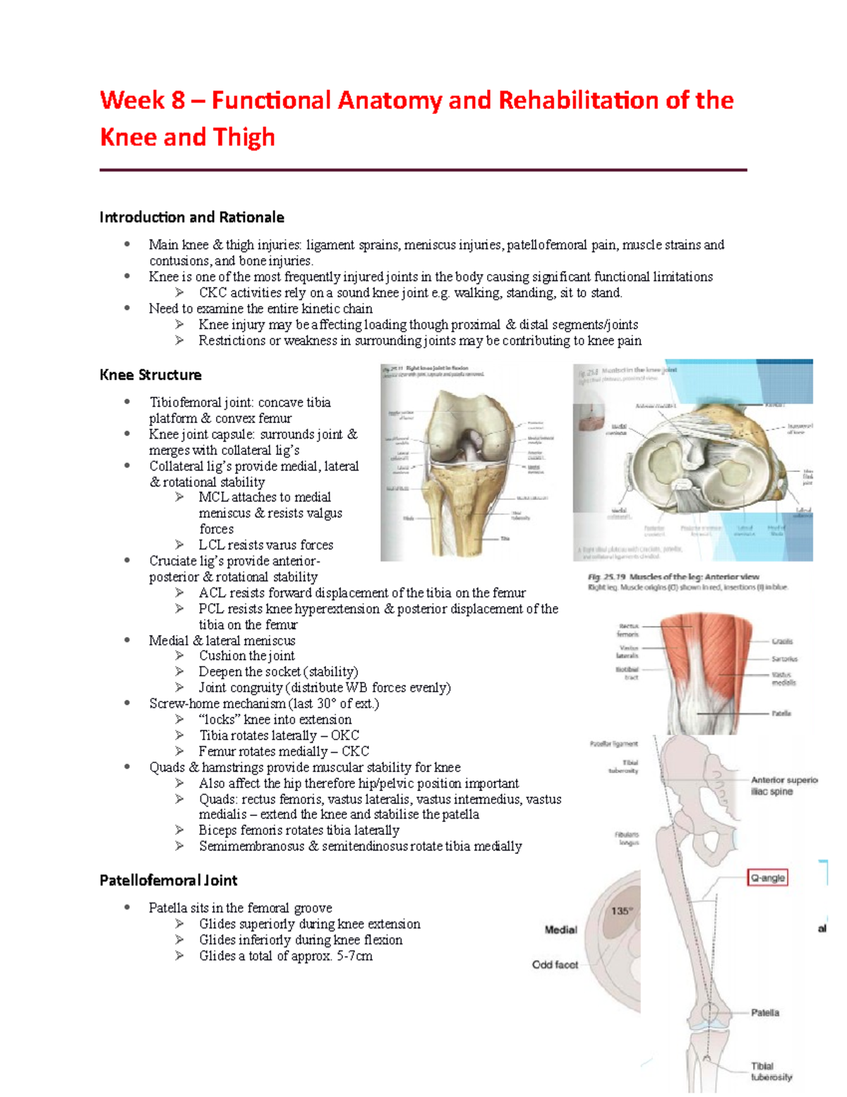 Week 8 – Functional Anatomy and Rehabilitation of the Knee and Thigh ...