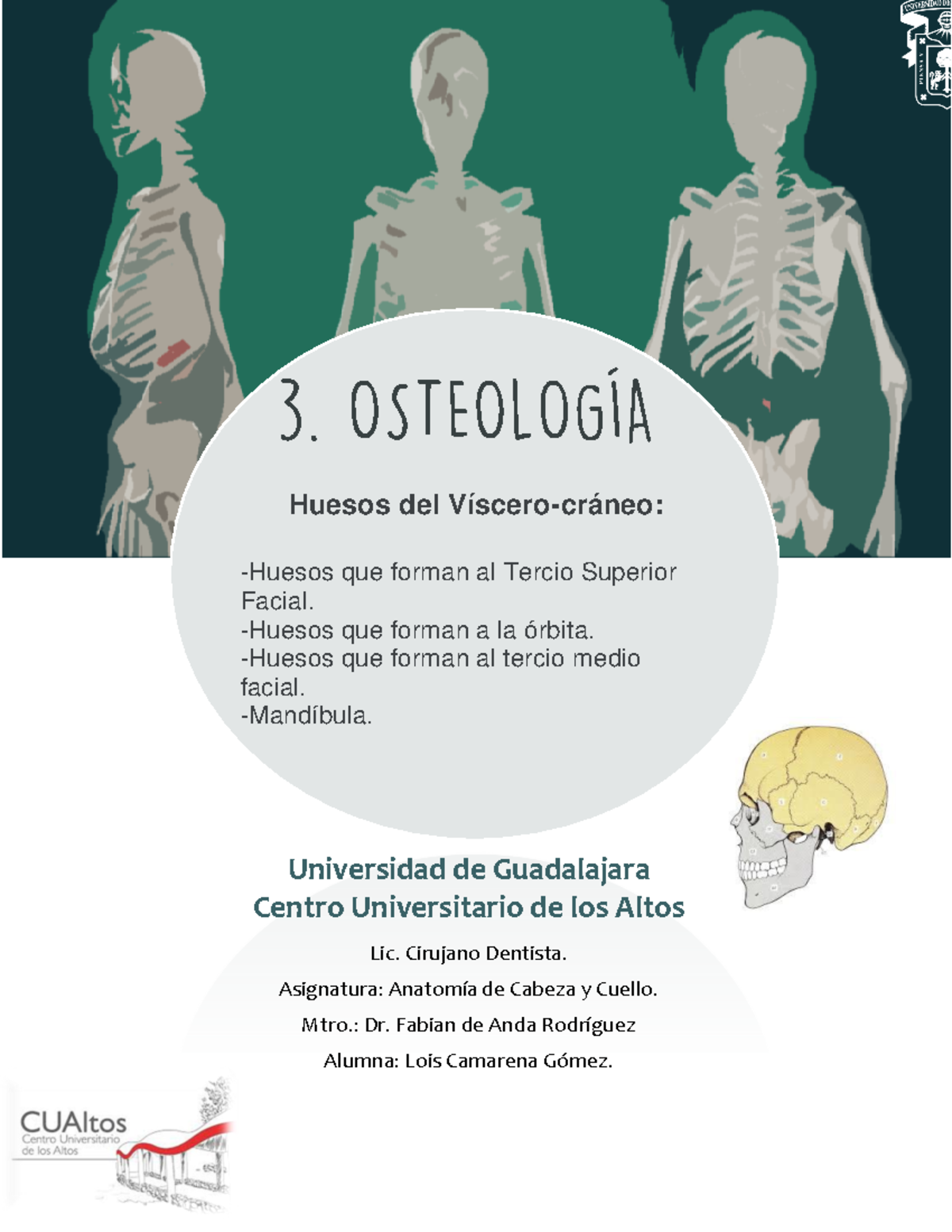 Huesos de la cara: VíseroCráneo - Huesos del Víscero-cráneo: -Huesos ...