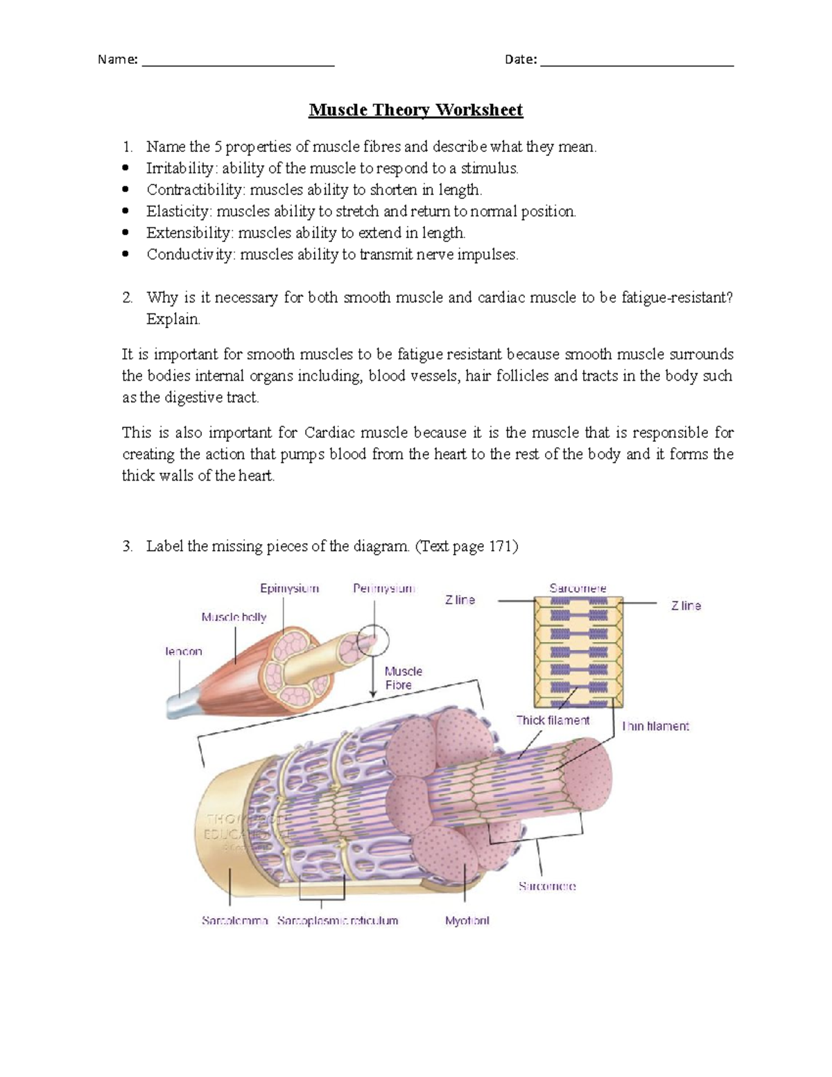 Muscle Theory Worksheet - Name: __________________________ Date