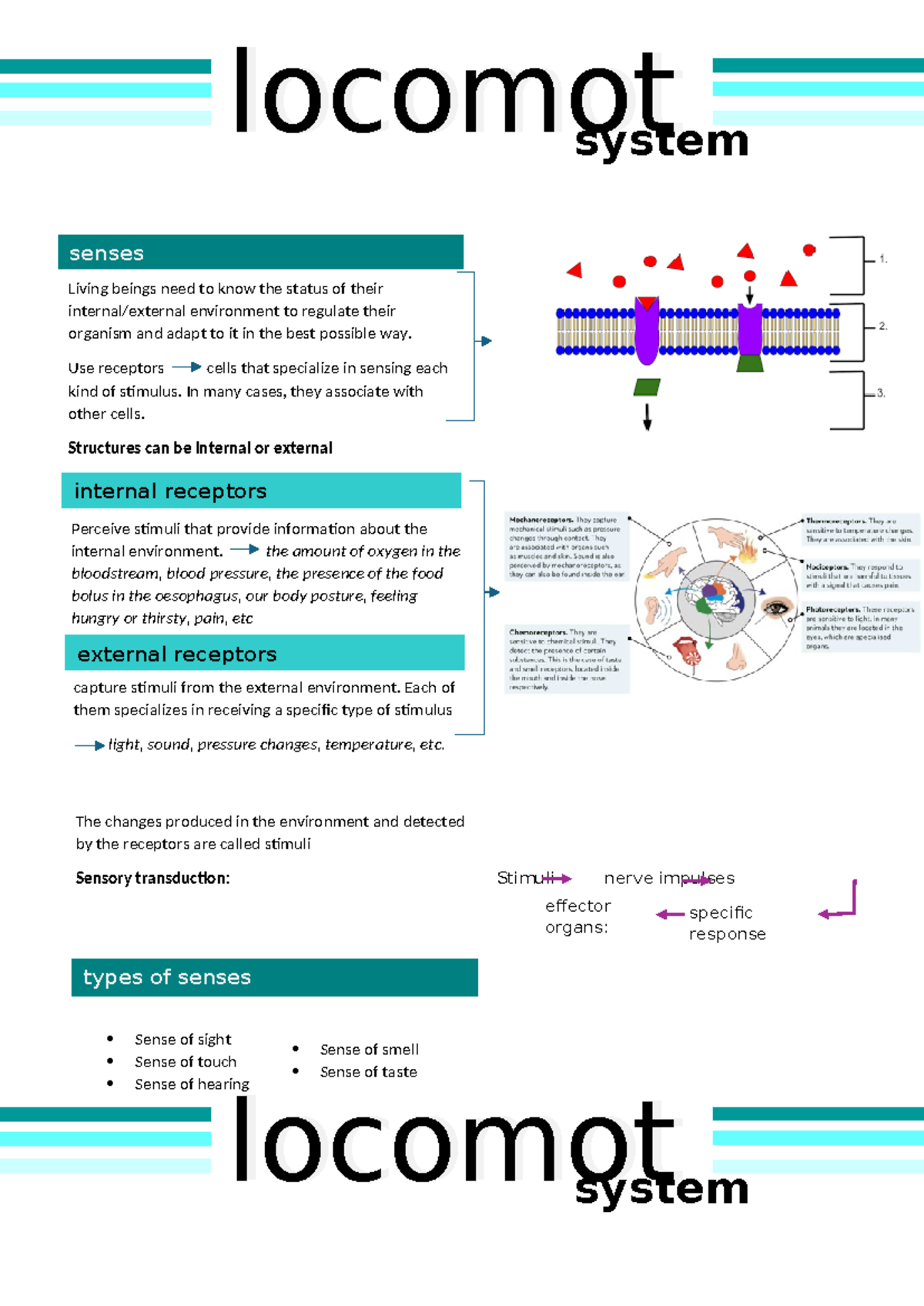 Locomotor system - locomot or locomot or system senses Living beings ...