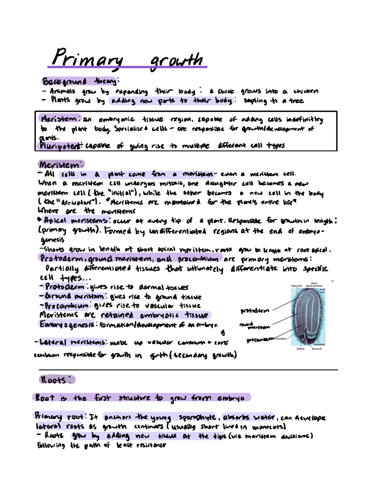 Primary growth 010 - Primary growth Background theory Animals grow by ...