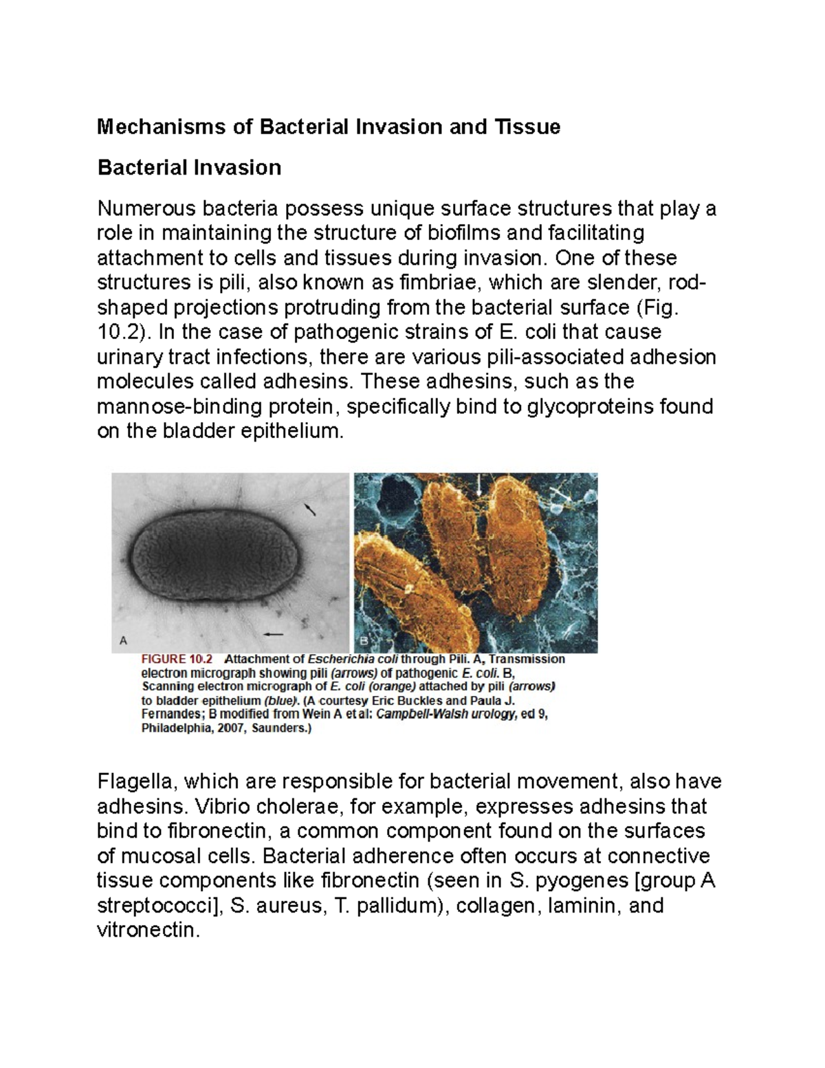 Mechanisms of Bacterial Invasion and Tissue - Mechanisms of Bacterial ...