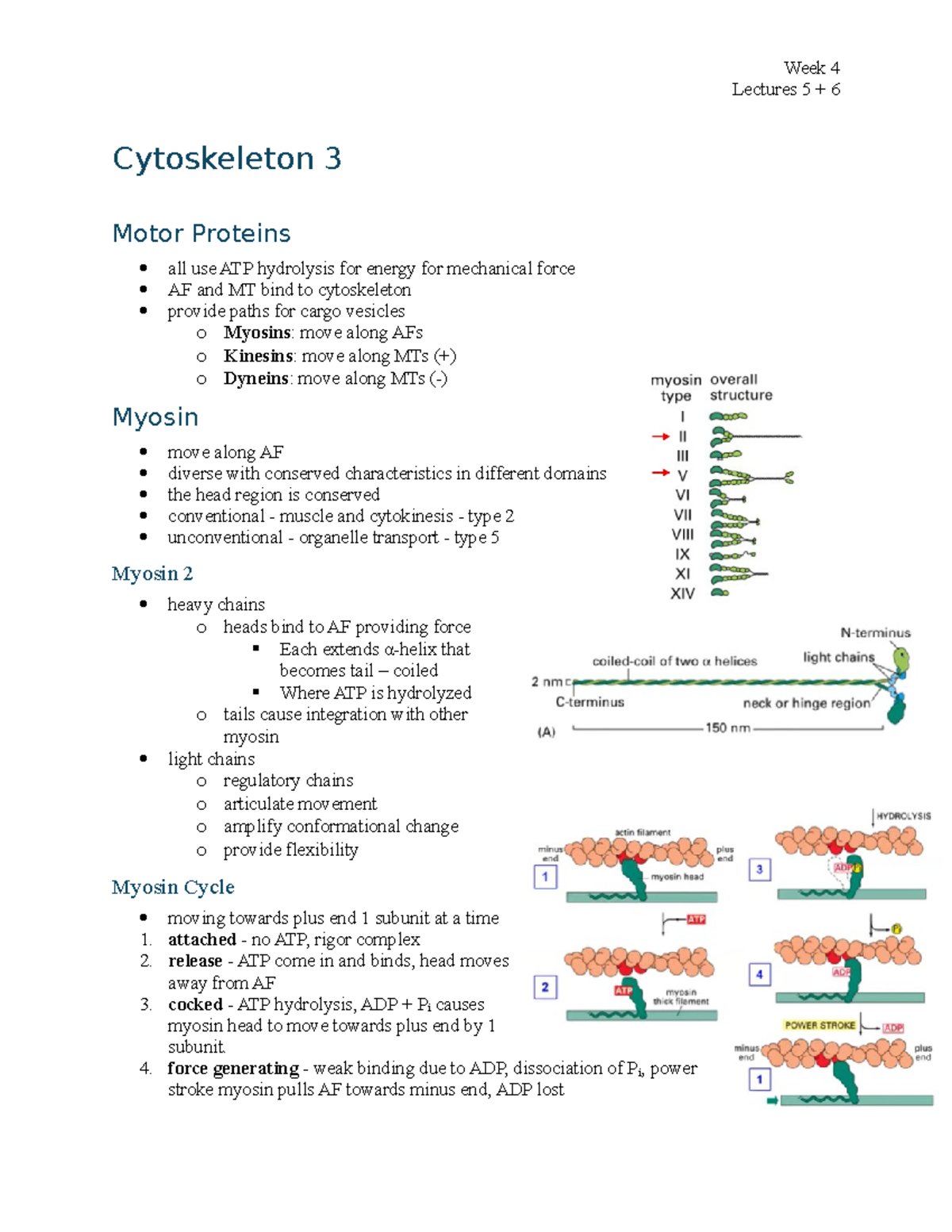 Cytoskeleton 2 - Lectures 5 + 6 Cytoskeleton 3 Motor Proteins all use ...