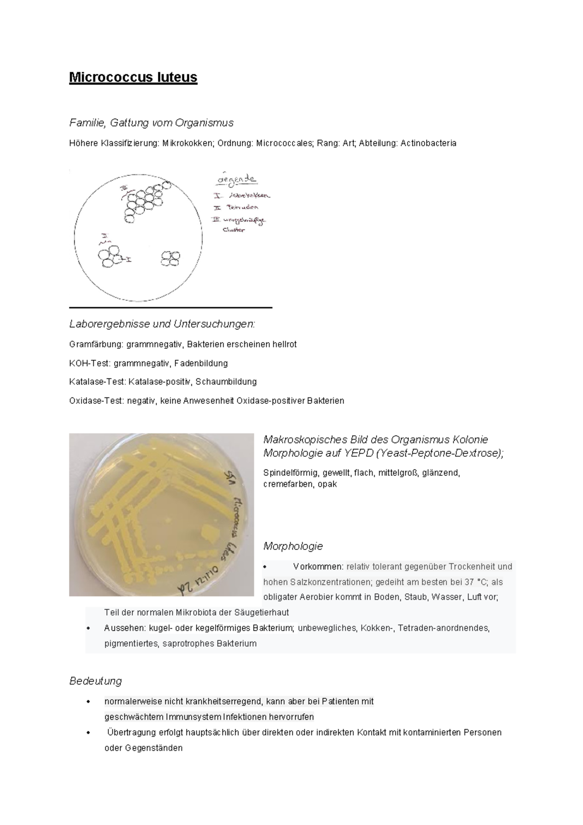 M. luteus (Bakterien) - Steckbrief - Micrococcus luteus Familie ...