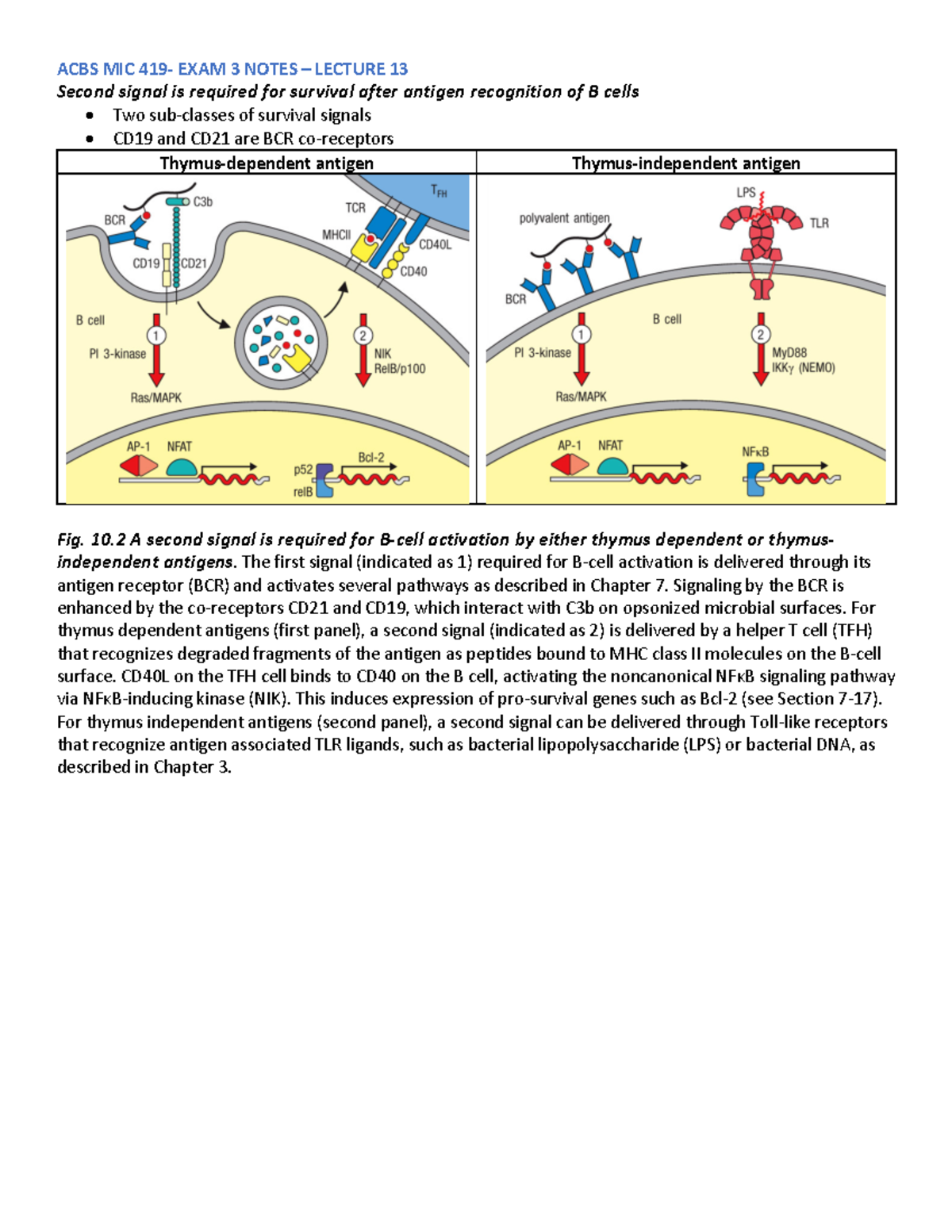 ACBS MIC 419- EXAM 3 Notes – Lecture 13 - Second signal is required for ...