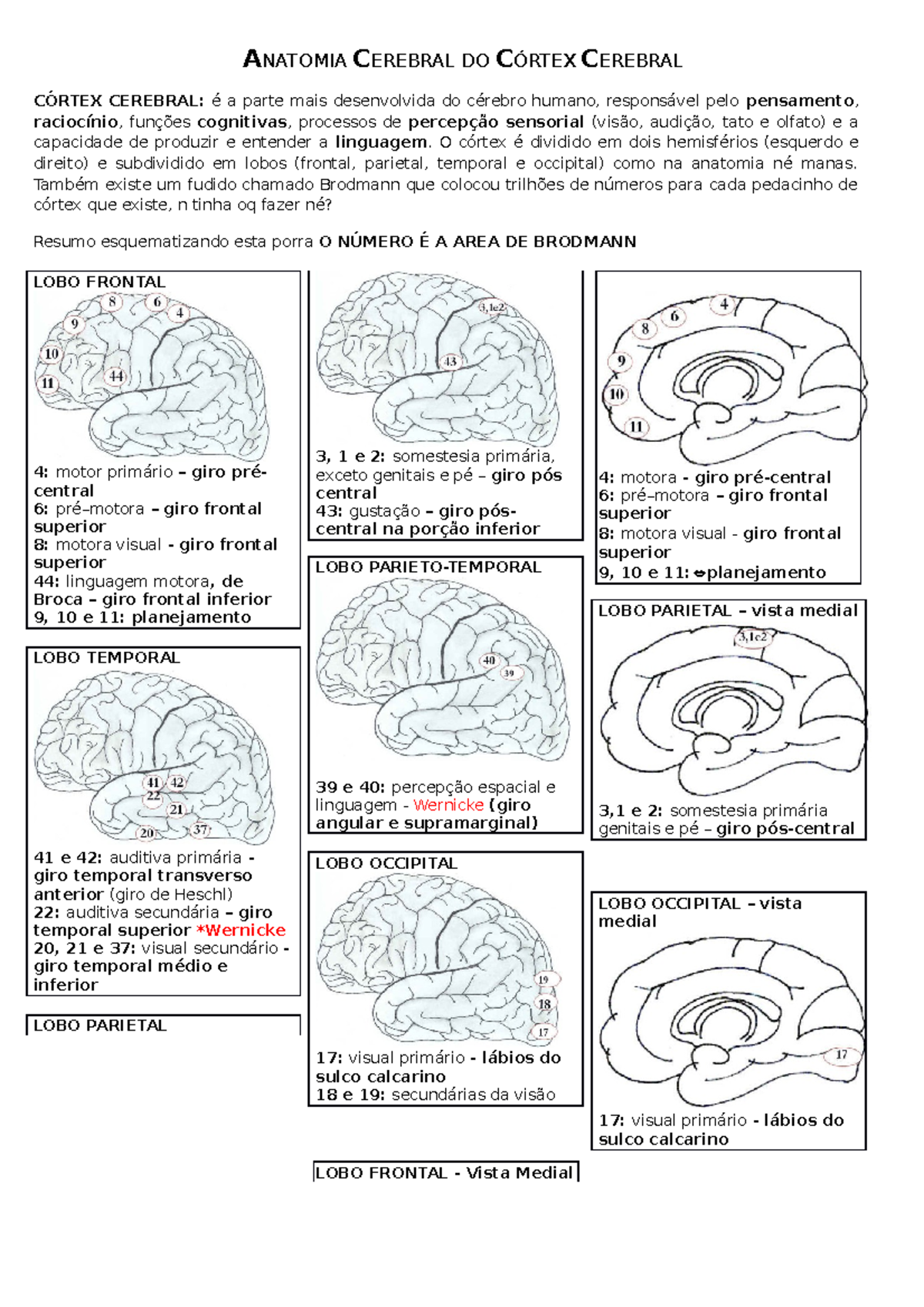 Anatomia do Córtex Cerebral - ANATOMIA CEREBRAL DO CEREBRAL CEREBRAL: a ...