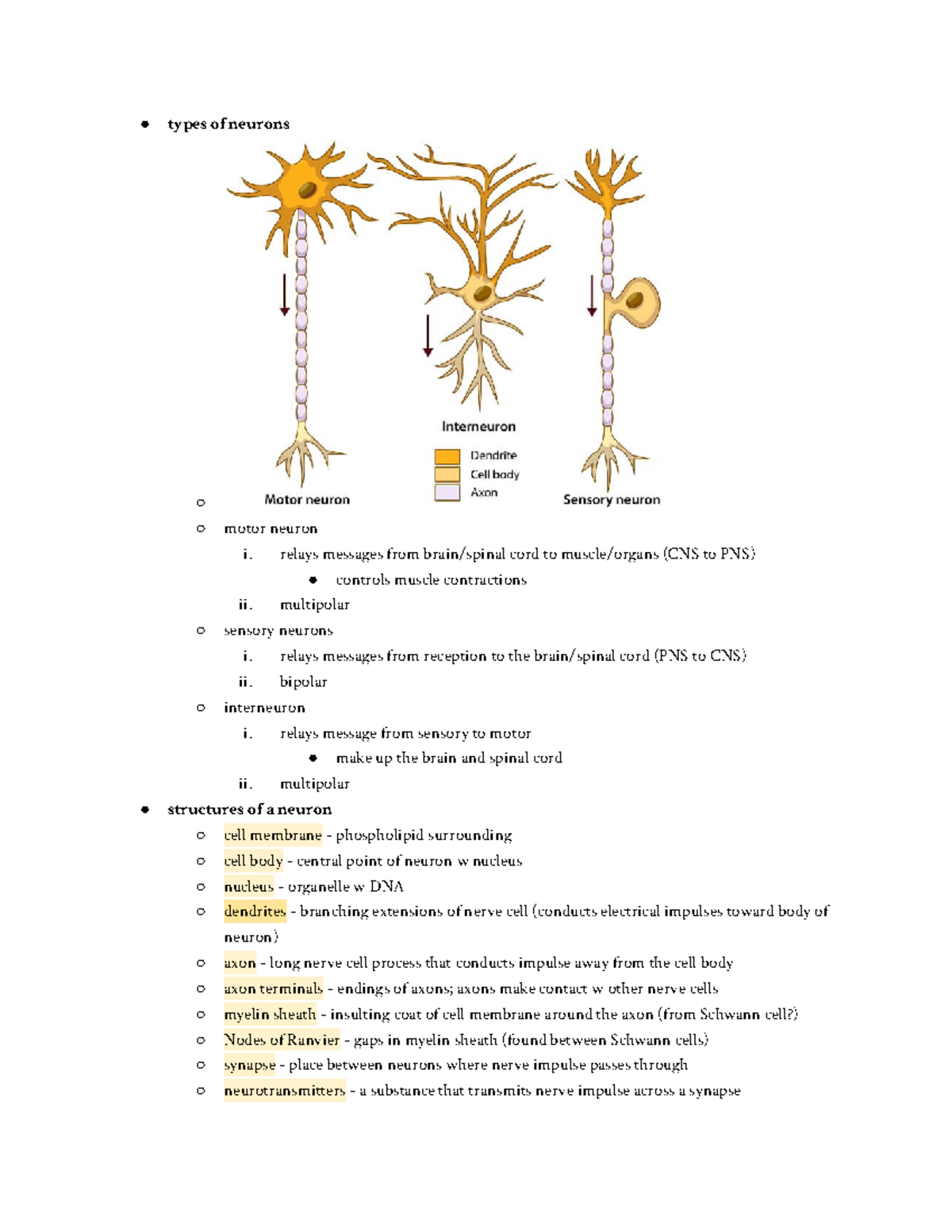 PLTW Human Body Systems 2.2 Study Guide - types of neurons motor neuron i. relays messages - Studocu