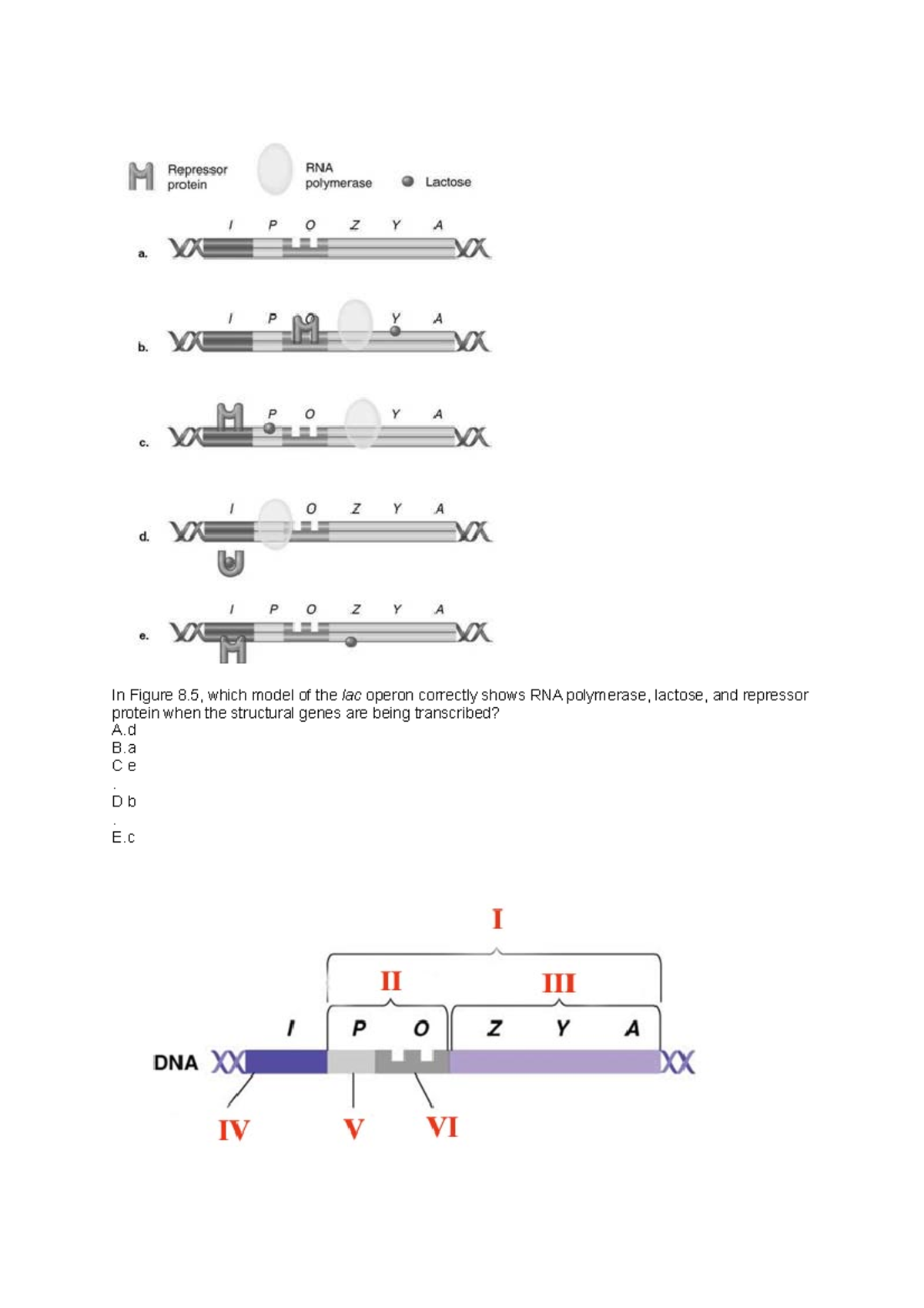 Quiz 1 2017, questions - In Figure 8, which model of the lac operon ...