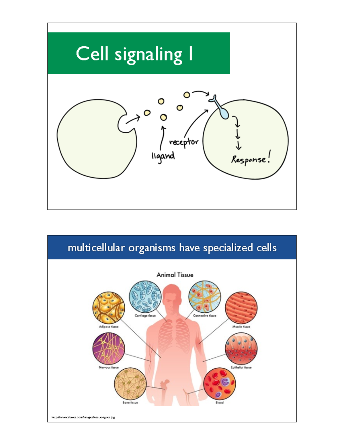 1350 Prelim 3 Slides - Cell signaling I alyvea/images/tissue-types.jpg ...