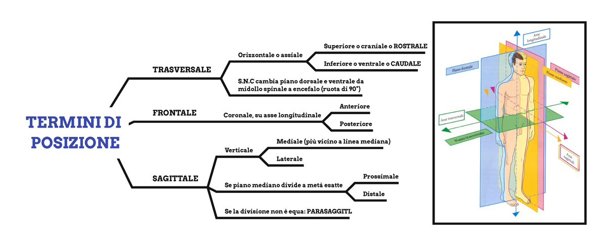 Anatomia - Schemi - o craniale o ROSTRALE o assiale o ventrale o ...