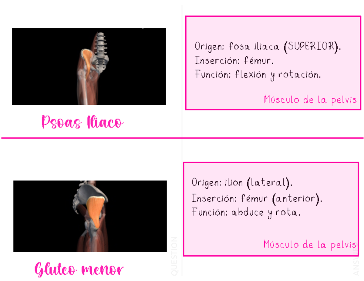 Flashcard Músculos - Origen: fosa iliaca (SUPERIOR). Inserción: fémur ...