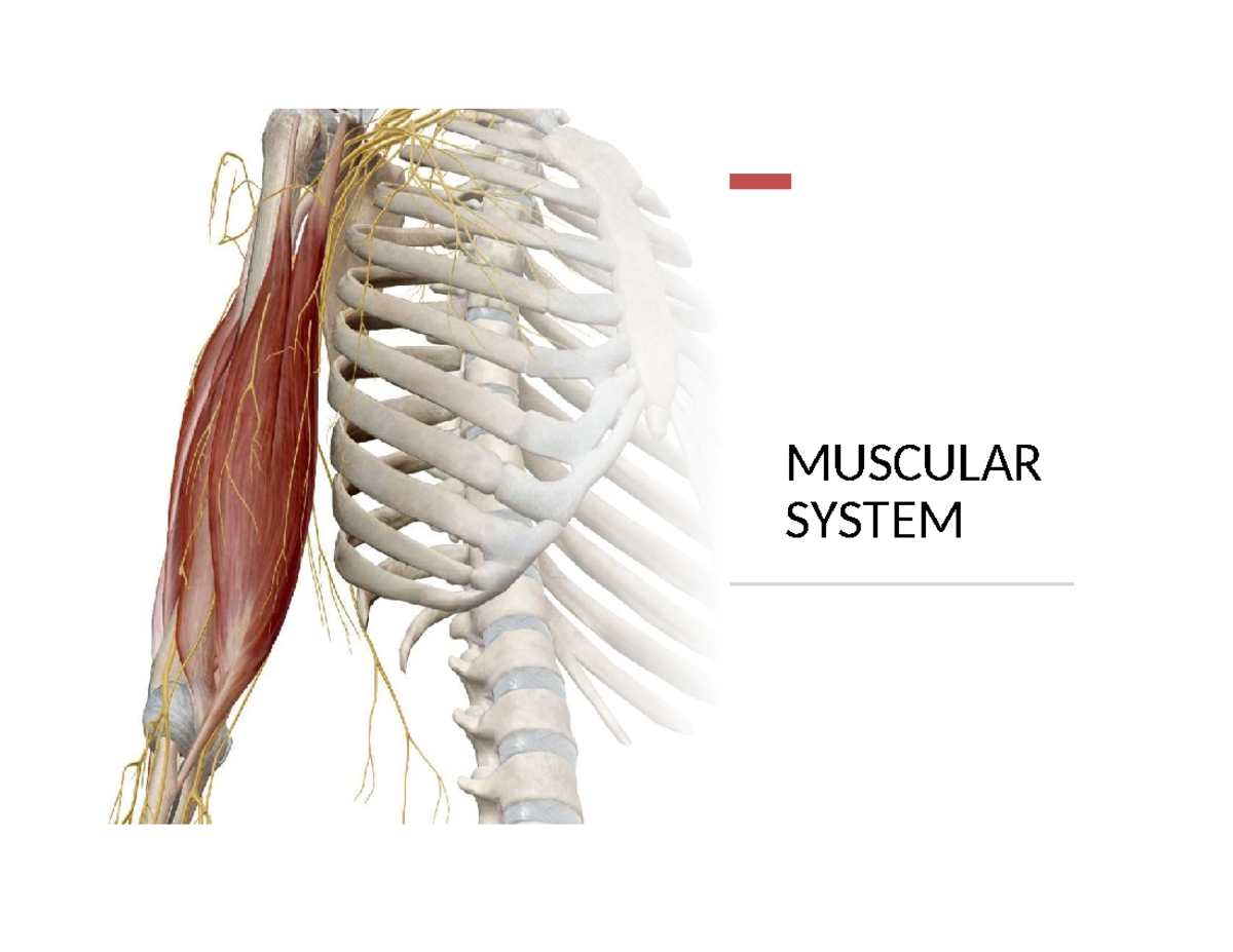 Midterm REV - ANAPHY LECTURE - MUSCULAR SYSTEM FUNCTIONS OF MUSCULAR ...
