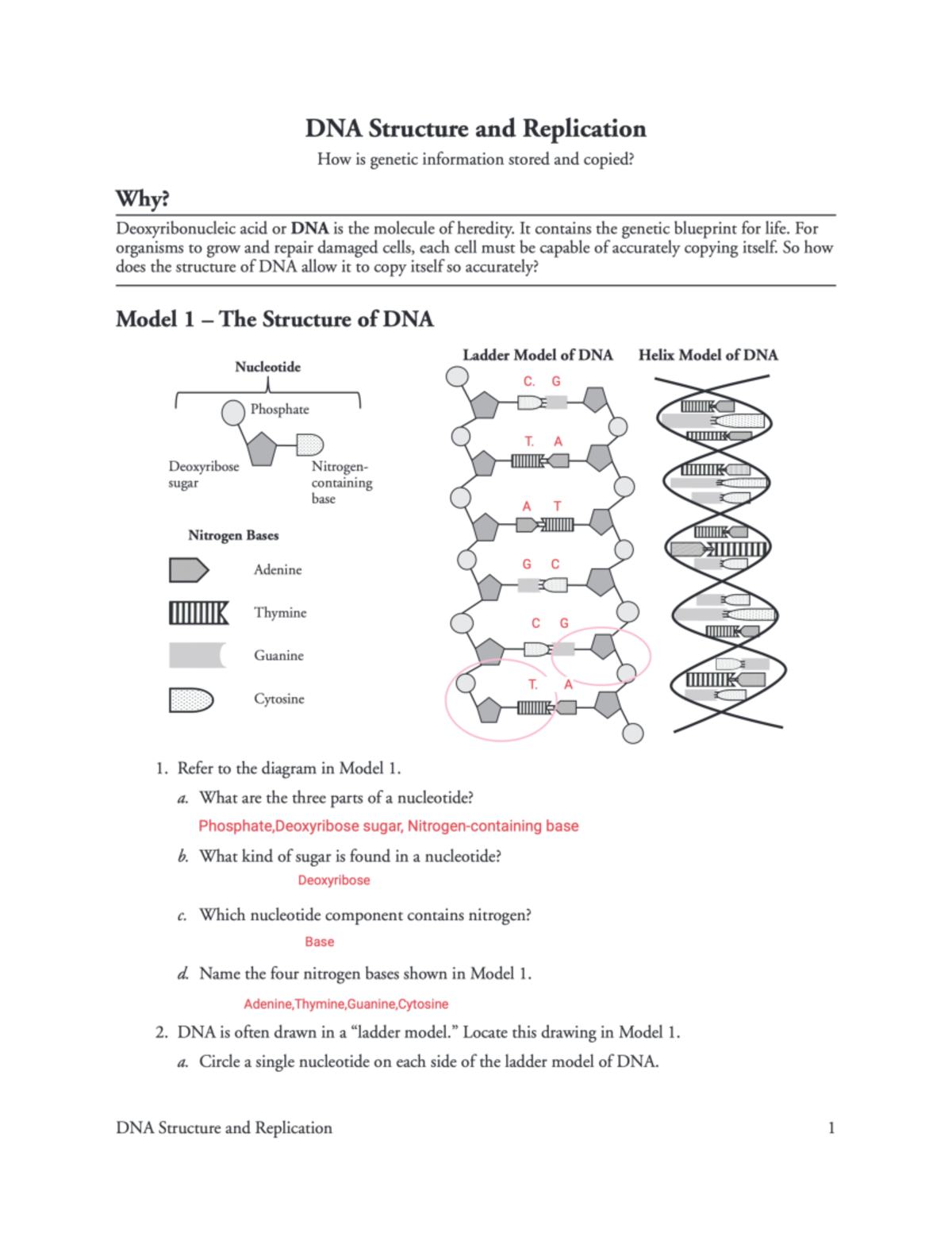 DNA Structure and Replication-S - Studocu