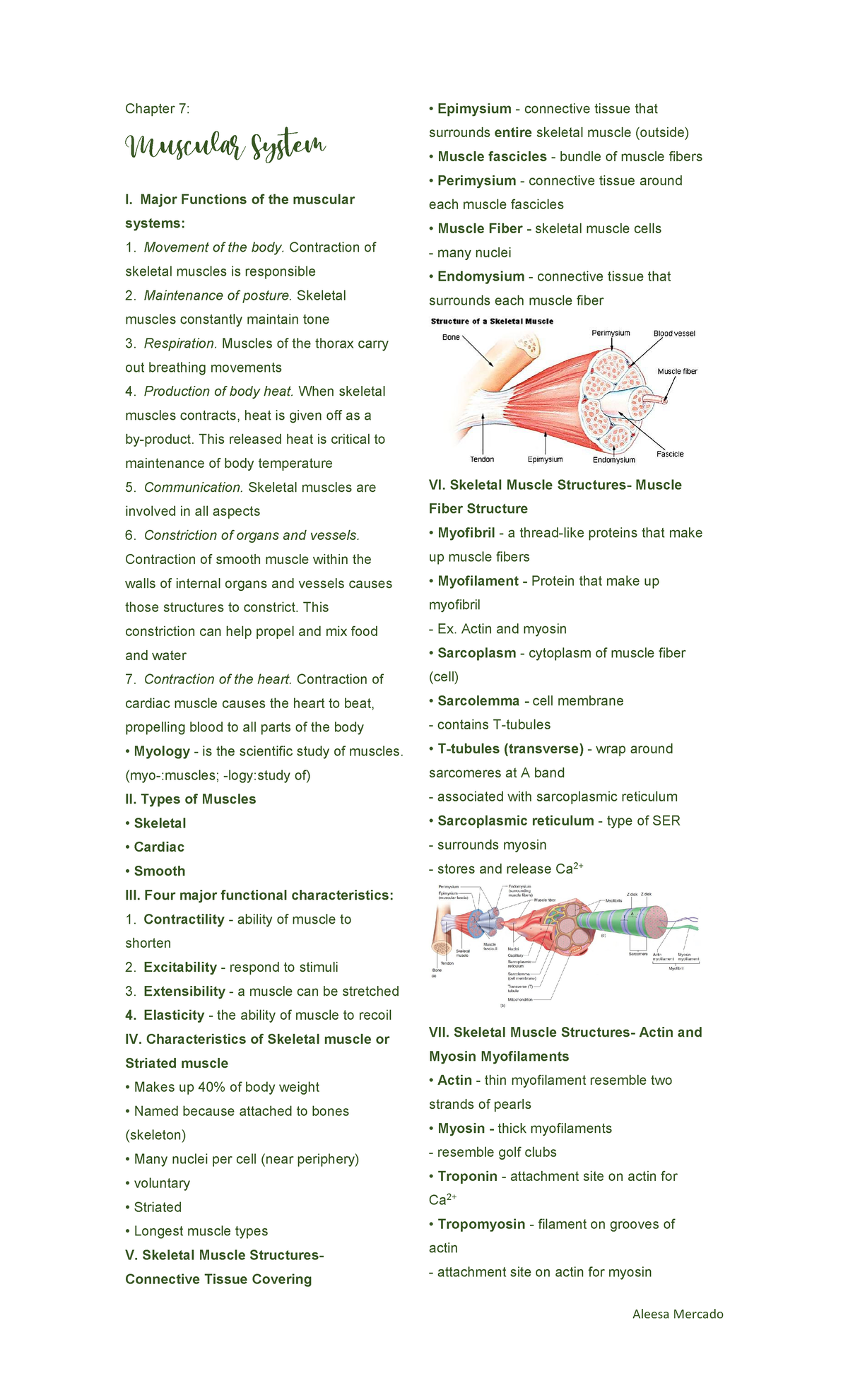 Chapter 7 Muscular System Warning TT Undefined Function 32 Chapter