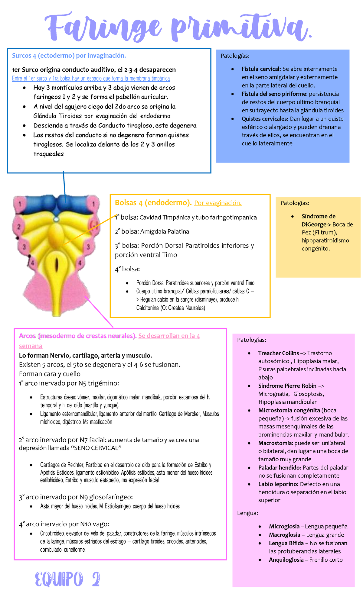 Faringe primitiva - Embriologia - IPN - Studocu