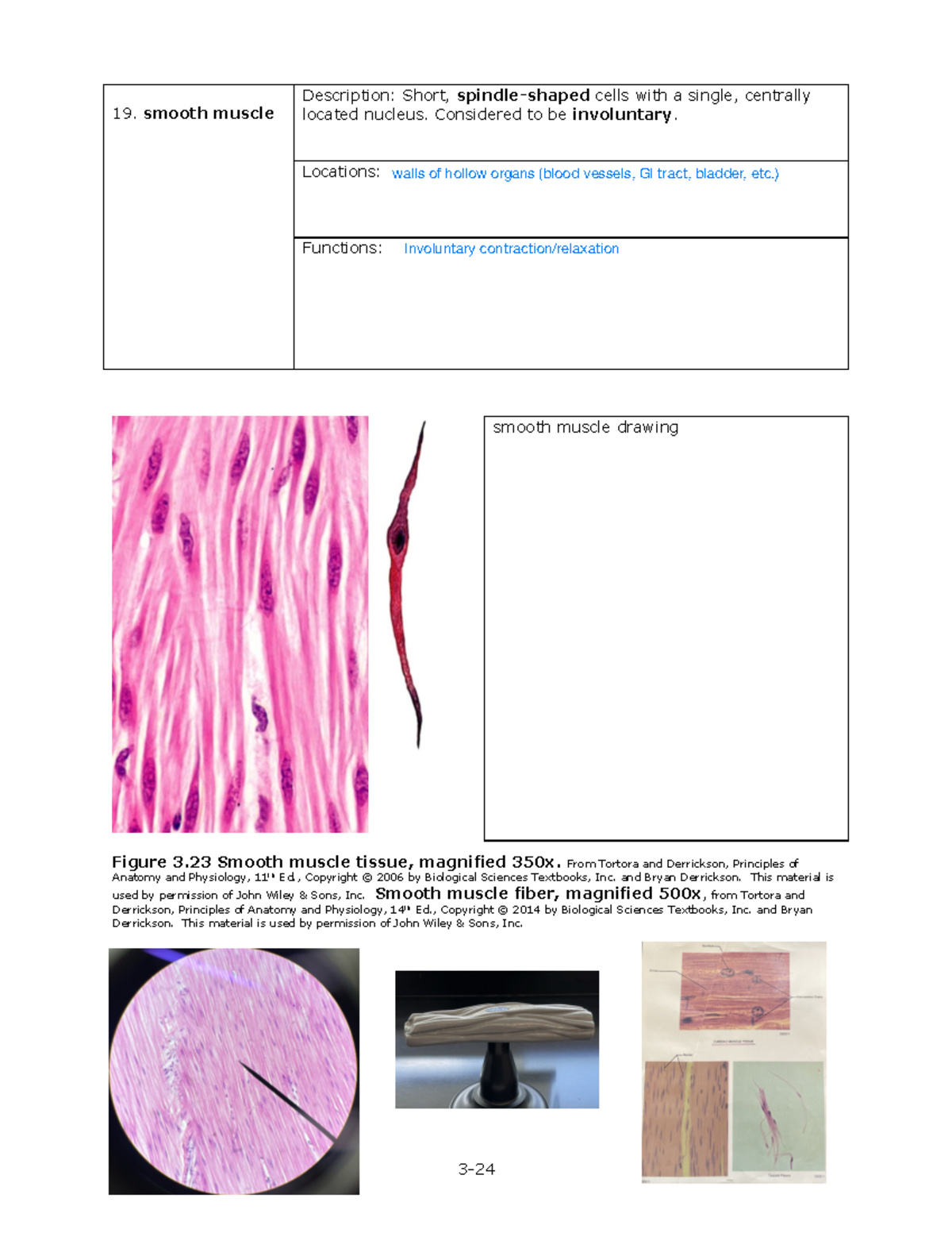 LAB 3 - Tissues 6 - 3- 19. smooth muscle Description: Short, spindle ...