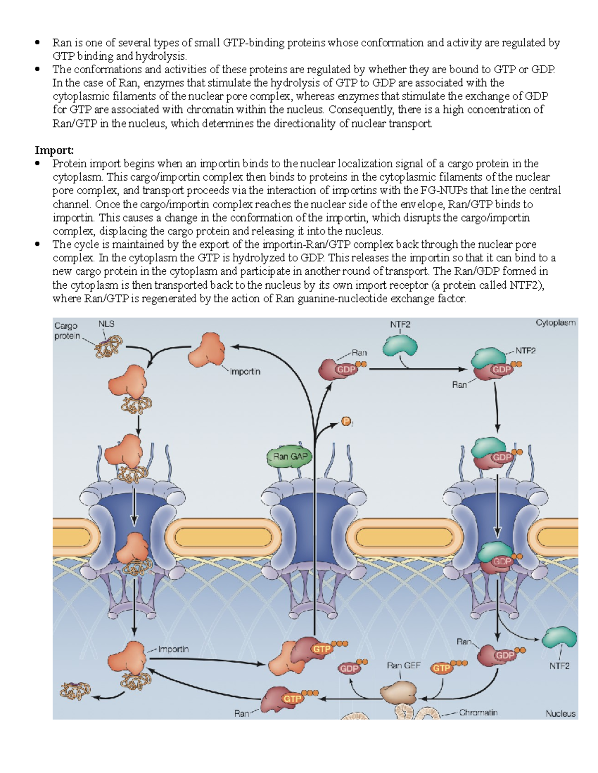 Bio 265 topic 4 - Ran is one of several types of small GTP-binding ...