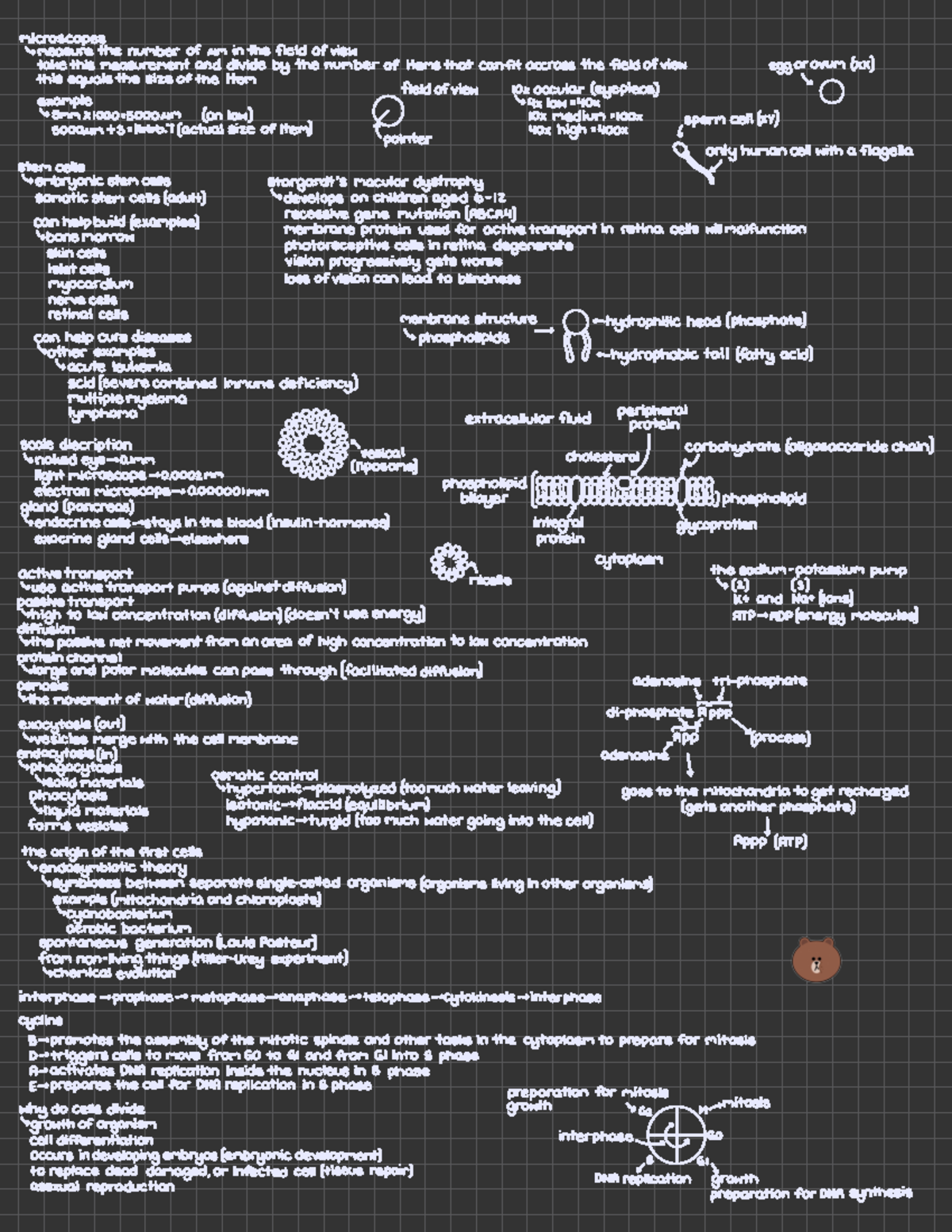 Biology Notes Page Two - microscopes measure the number of rum in the ...