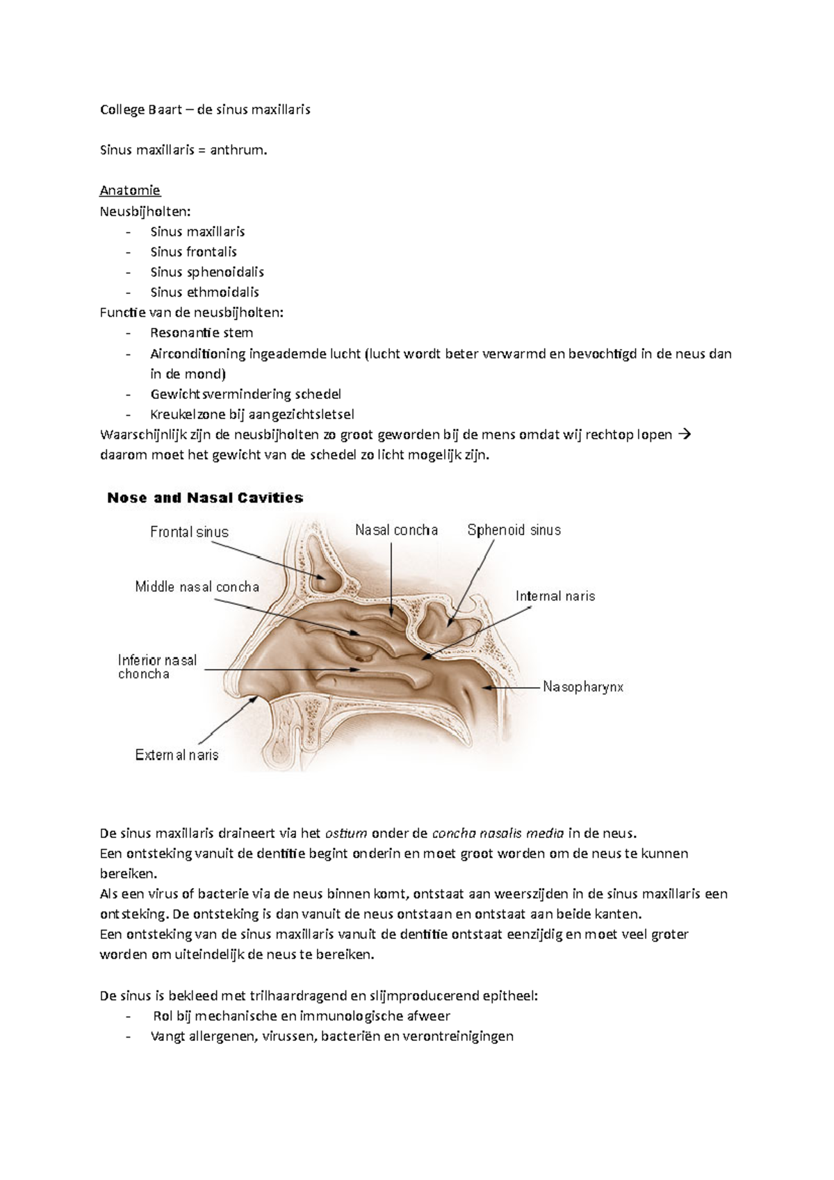 College sinus maxillaris - College Baart – de sinus maxillaris Sinus ...