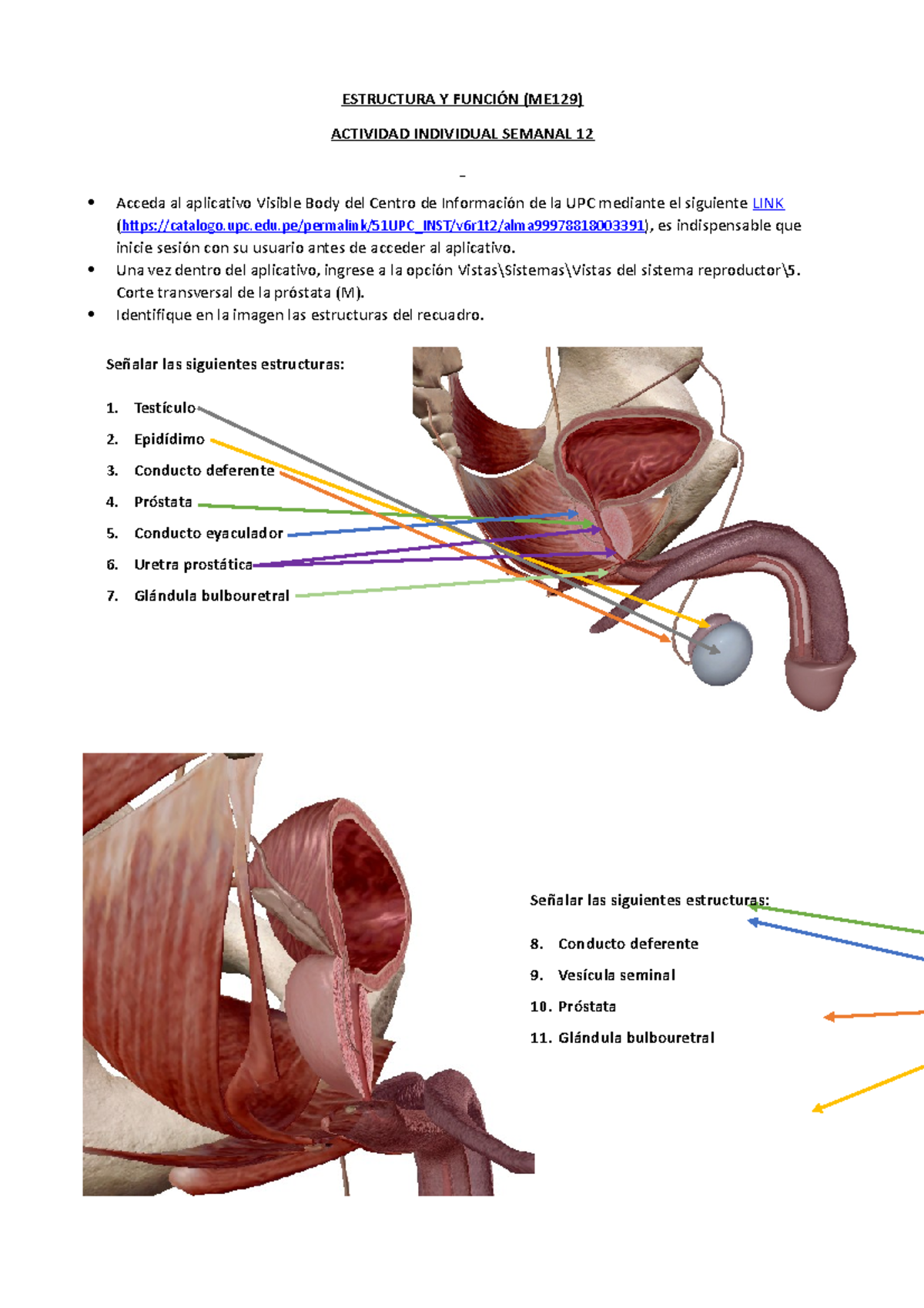 ME129 Ey F Tarea Sem12 30 - ESTRUCTURA Y FUNCIÓN (ME129) ACTIVIDAD ...