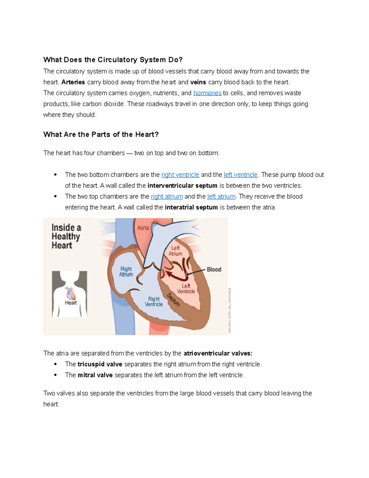 Circulation - CIRCULATORY SYSTEM - What Does the Circulatory System Do ...