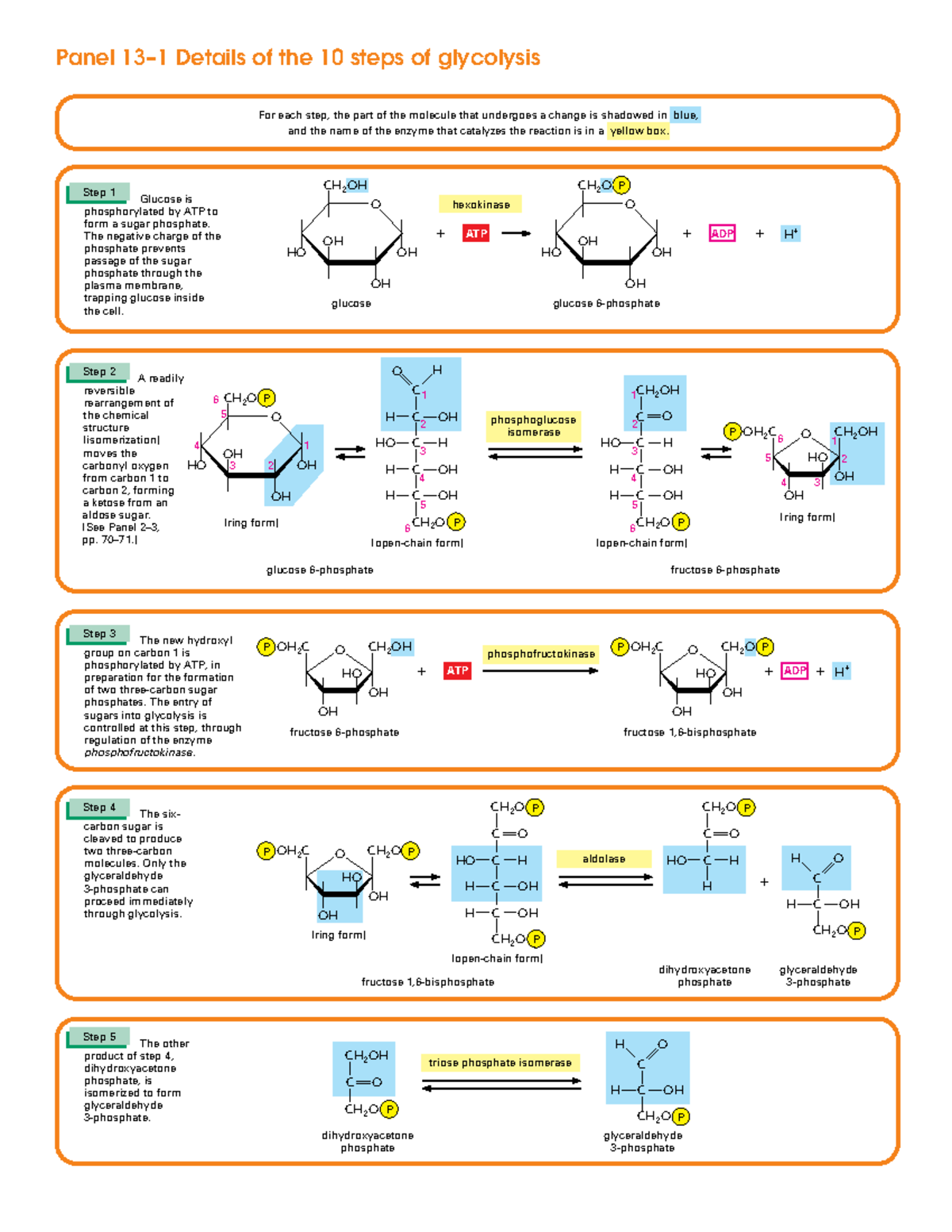 10 steps of glycolysis - Lecture notes 1-20 - Panel Details of the 10 ...