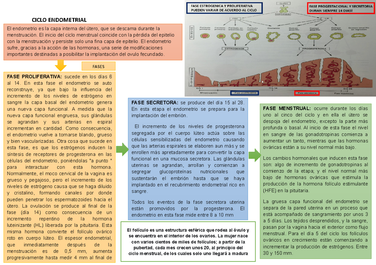 Cicloendometrial Taller - CICLO ENDOMETRIAL FASE SECRETORA: se produce ...