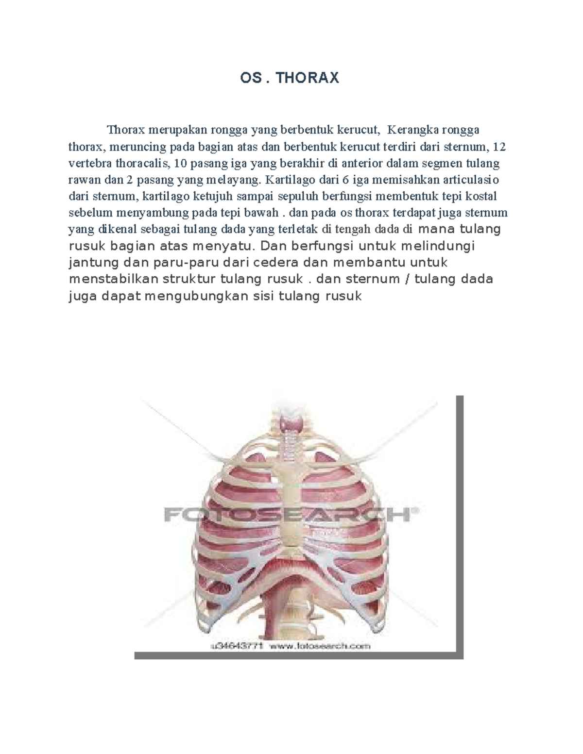 Os thorax - Laporan - OS. THORAX Thorax merupakan rongga yang berbentuk ...
