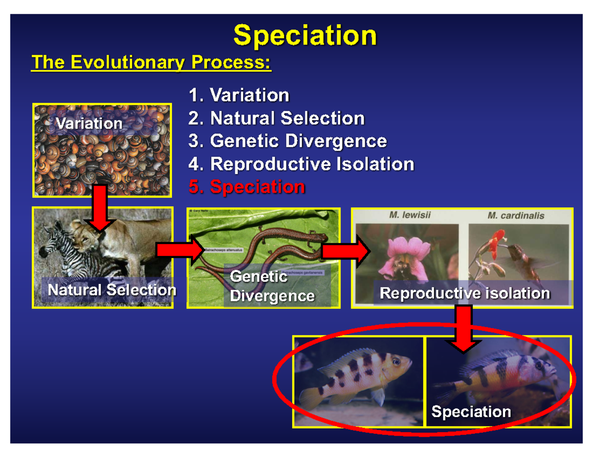 Lec #15 EEMB 2 SM20 1S (Speciation) - The Evolutionary Process: 1 ...