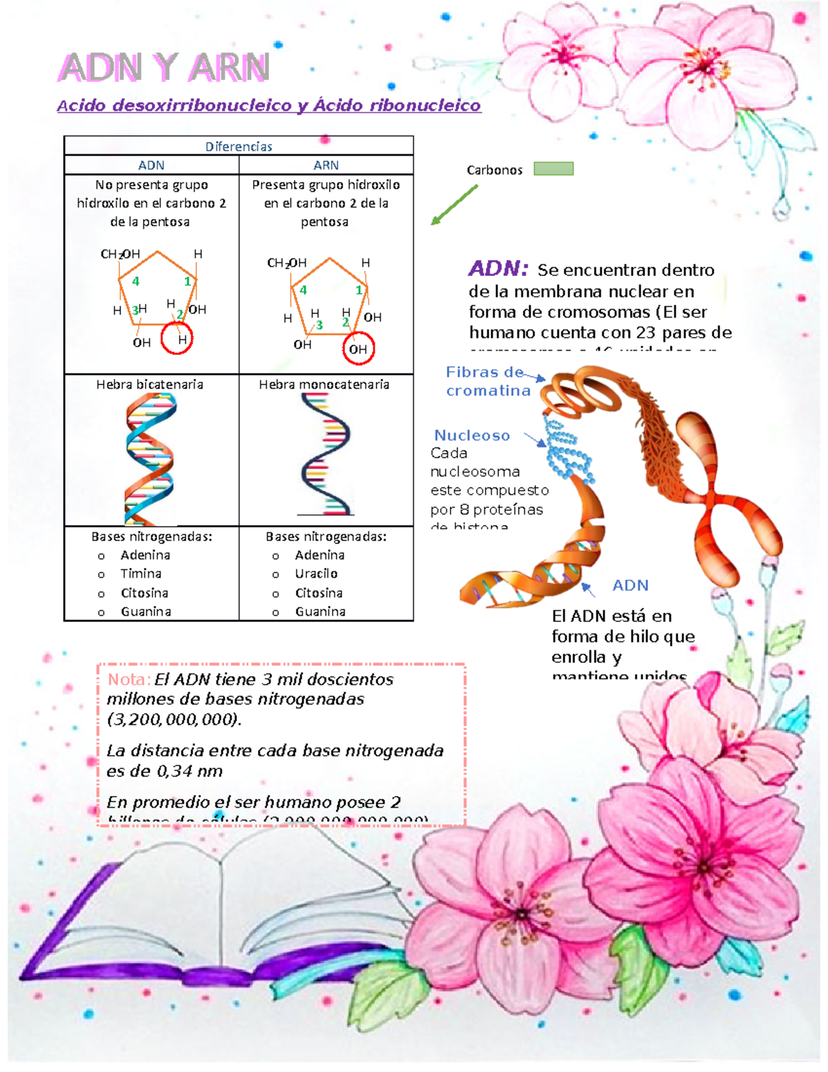 ADN y ARN - Diferencias entre ADN y ARN - Biología Celular - UCSM - Studocu
