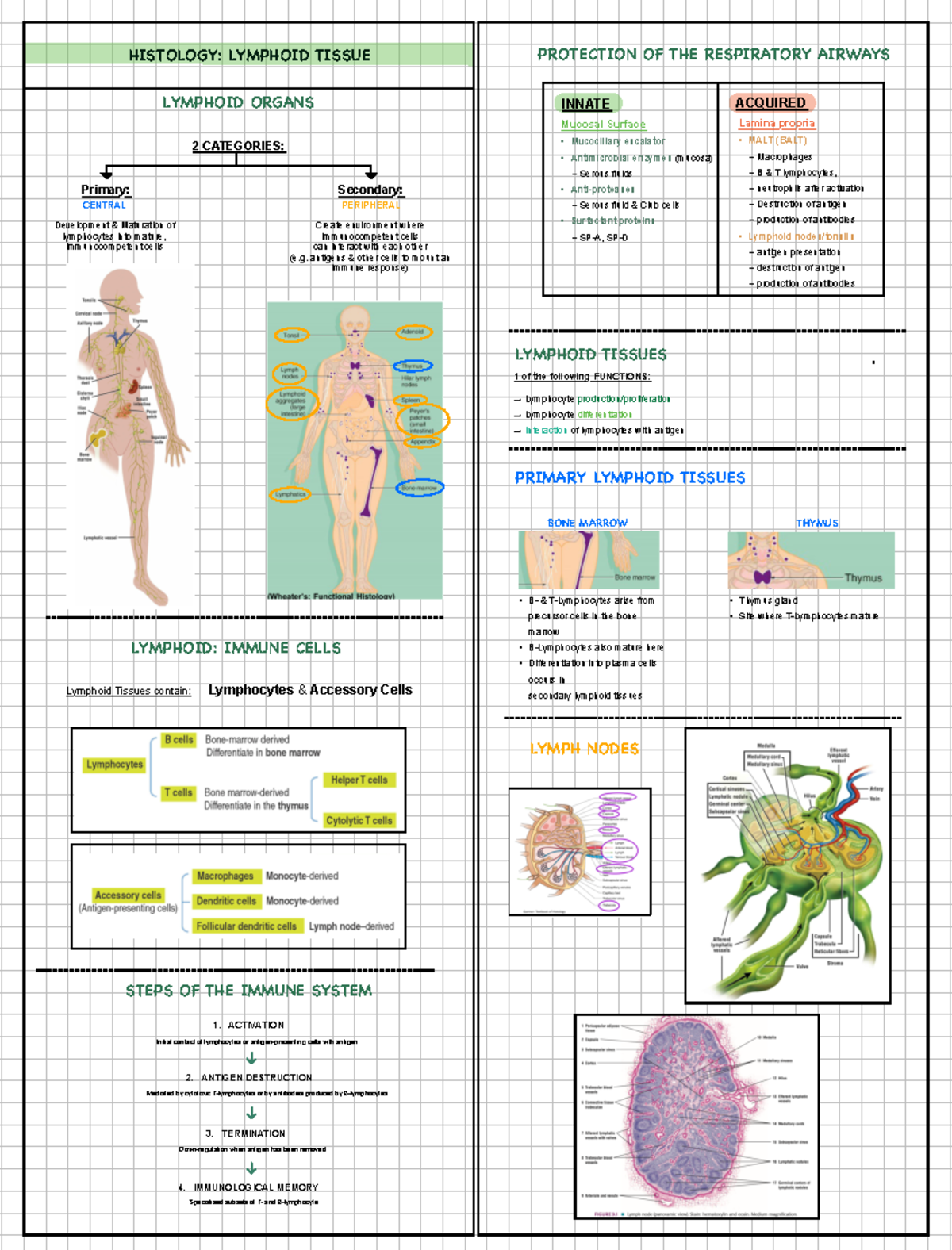 Histology of the Lymphatic system - 2 CATEGORIES: Down-regulation when ...