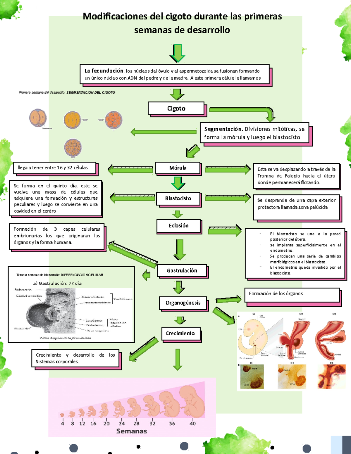 Desarrollo del Cigoto - Embriología - UASD - Studocu